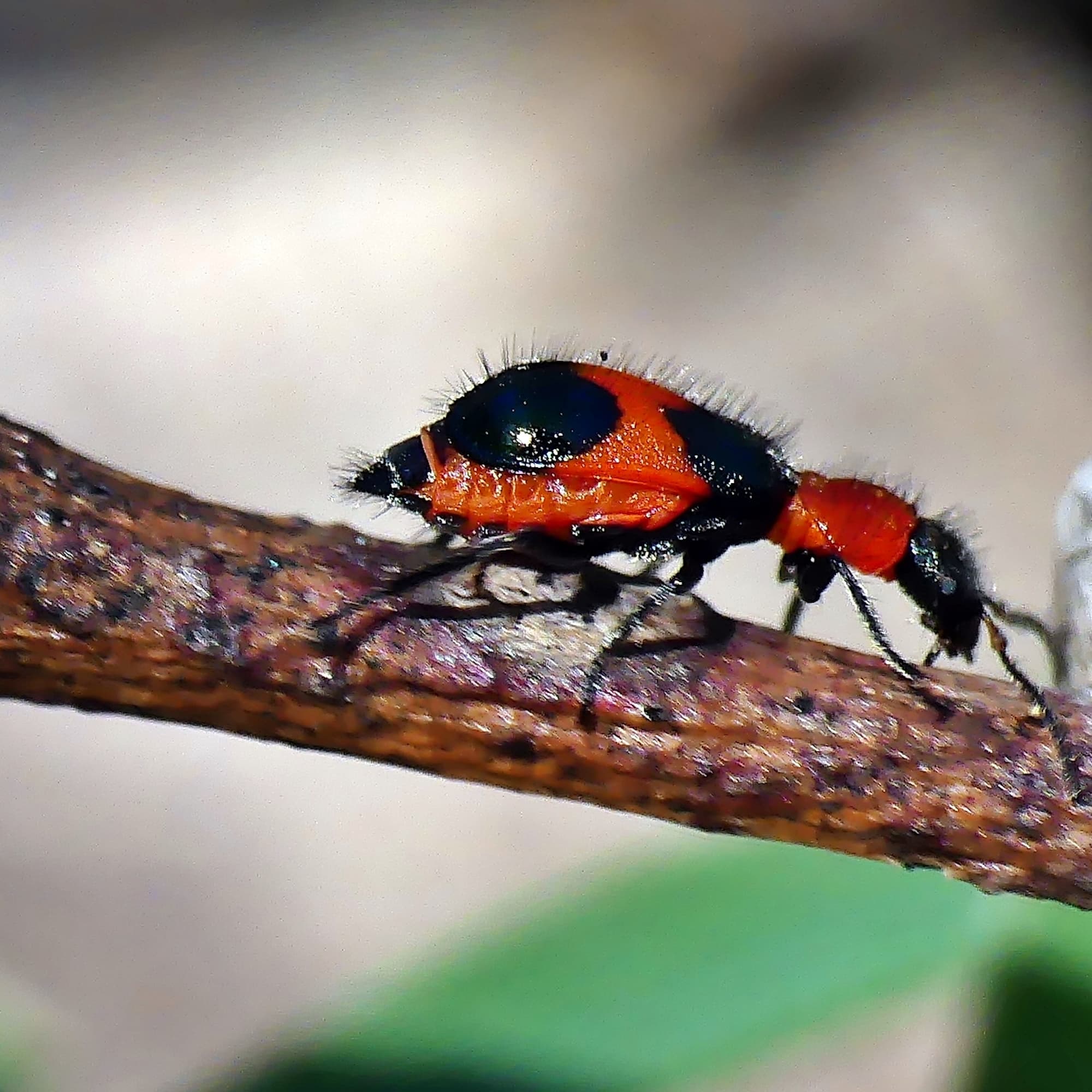 Dicranolaius cinctus – Ausemade