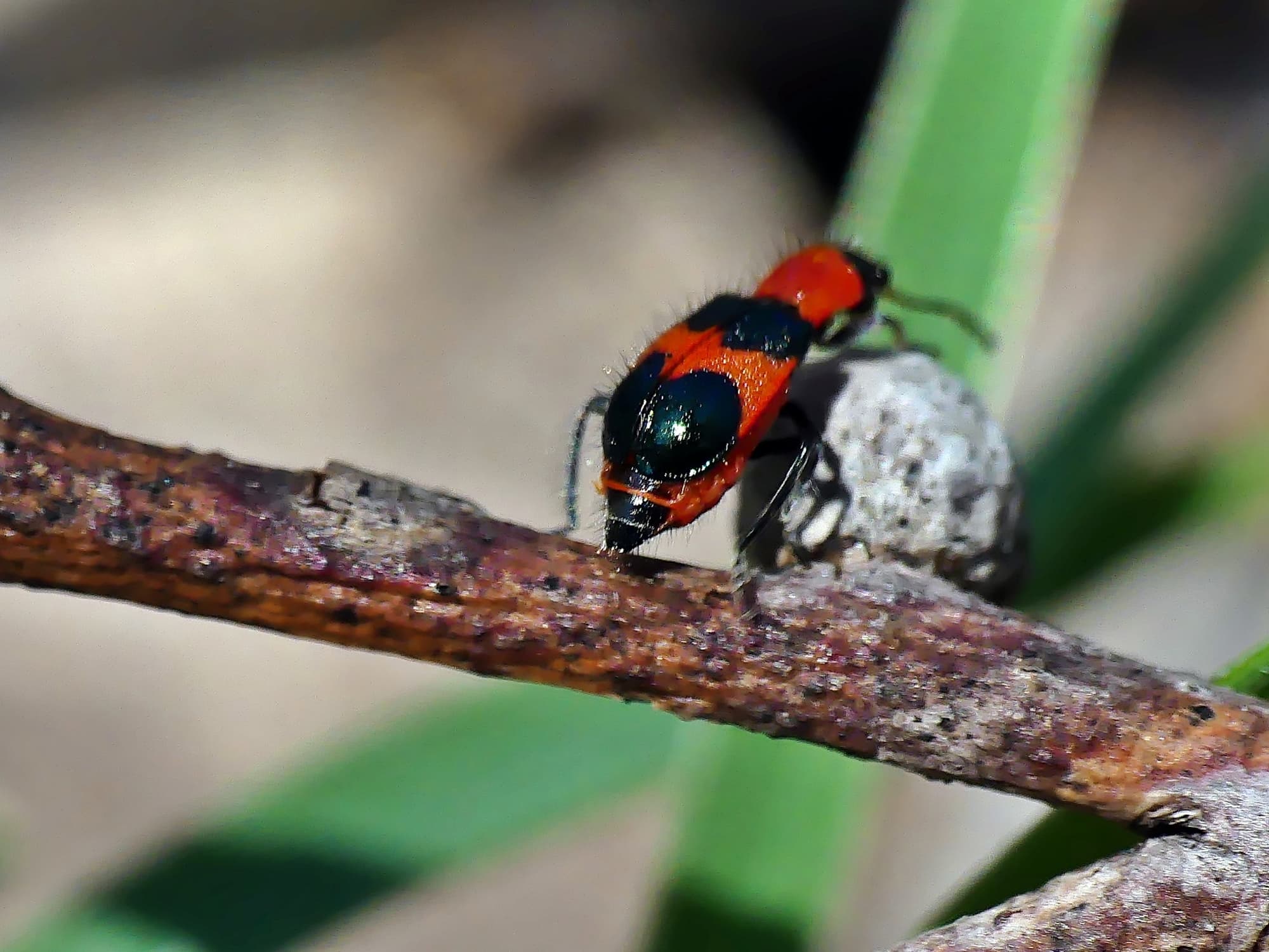 Dicranolaius cinctus – Ausemade