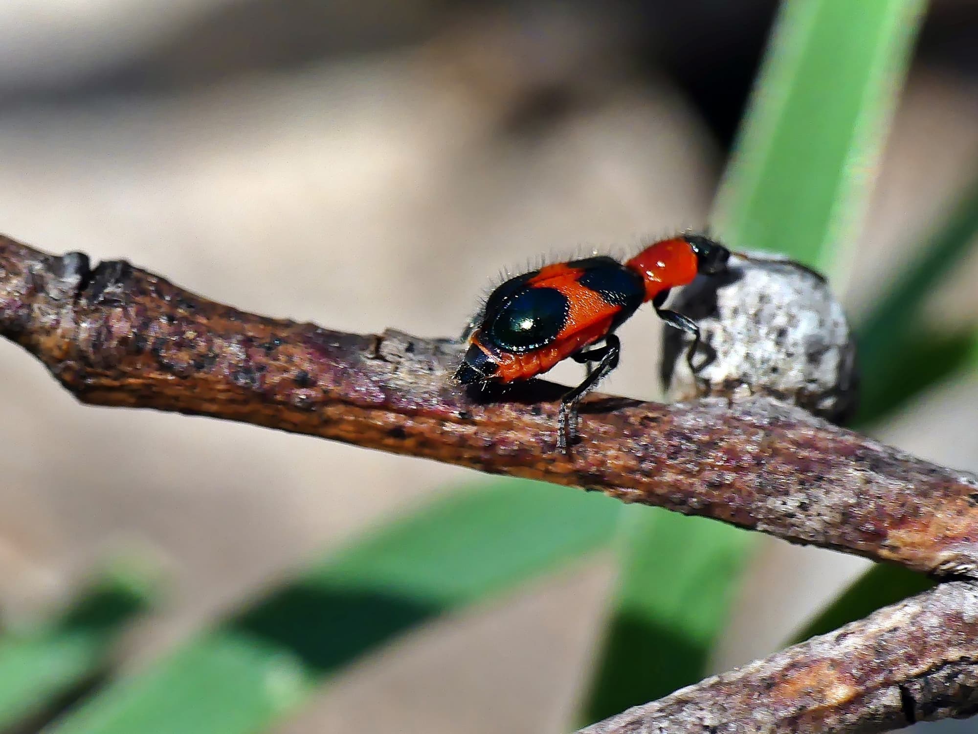 Dicranolaius cinctus – Ausemade