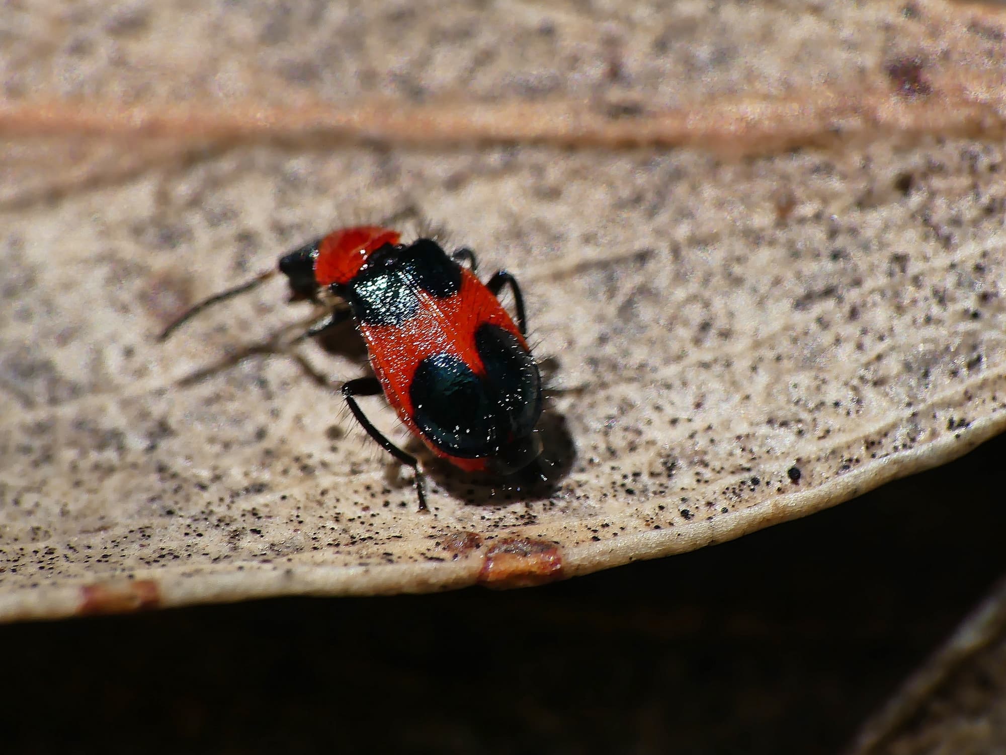 Dicranolaius cinctus – Ausemade