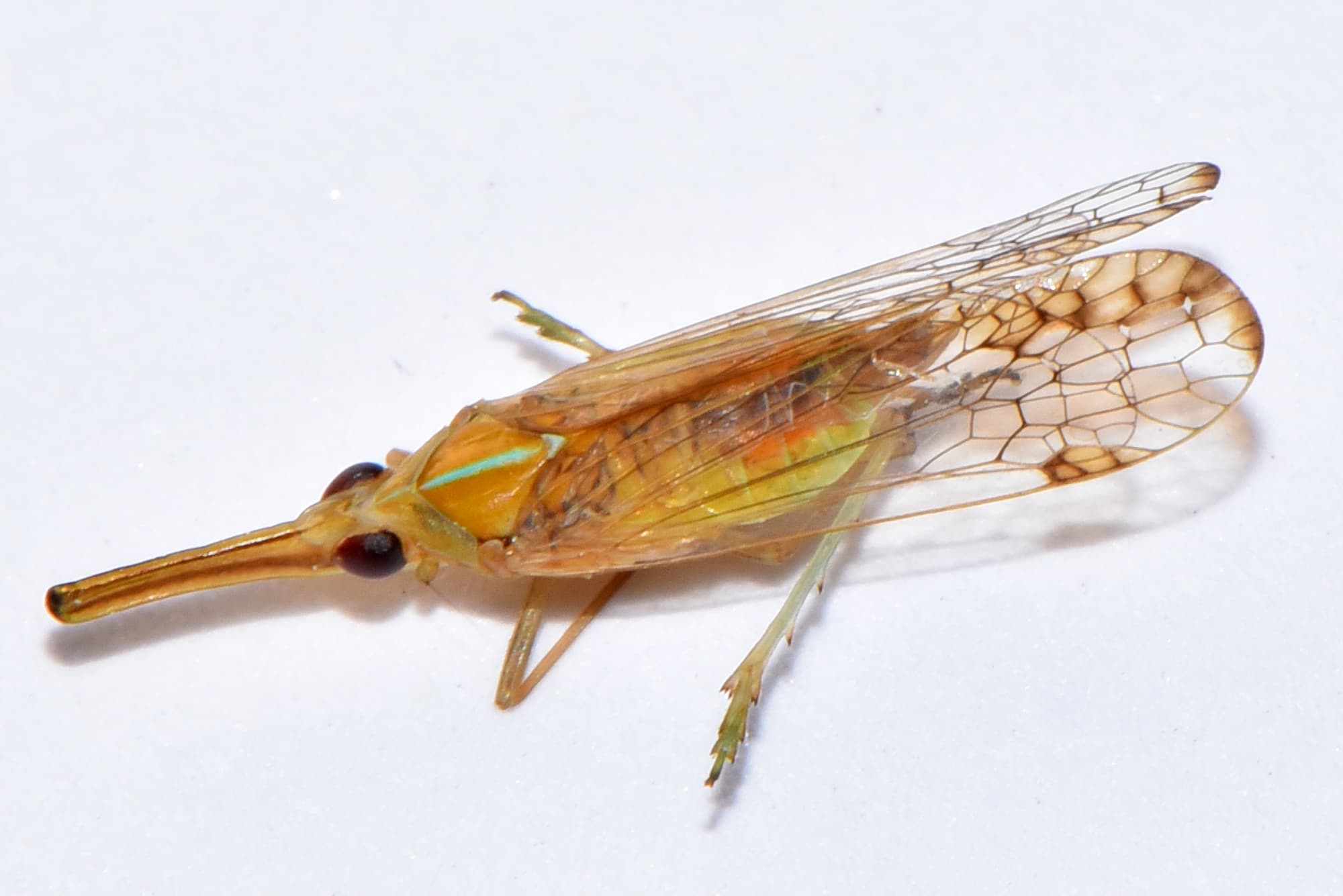 Western Australia Planthopper – Ausemade