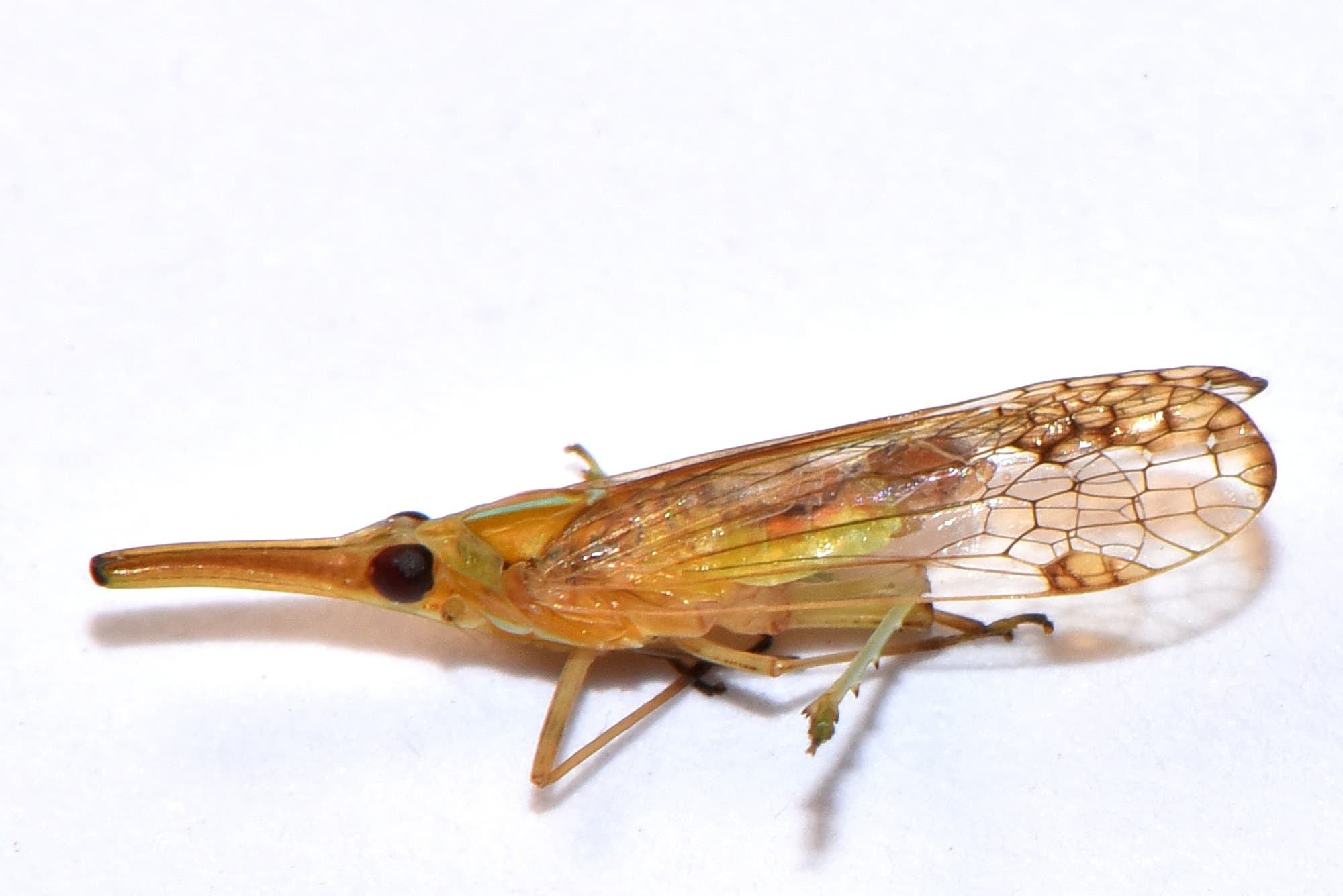 Western Australia Insects – Ausemade