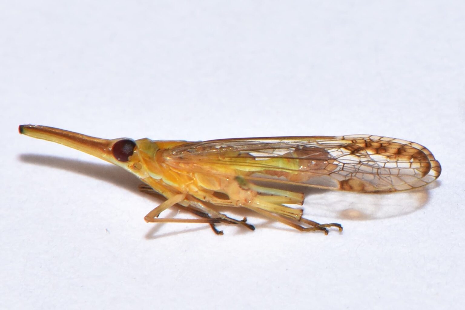 Planthoppers Index – Ausemade