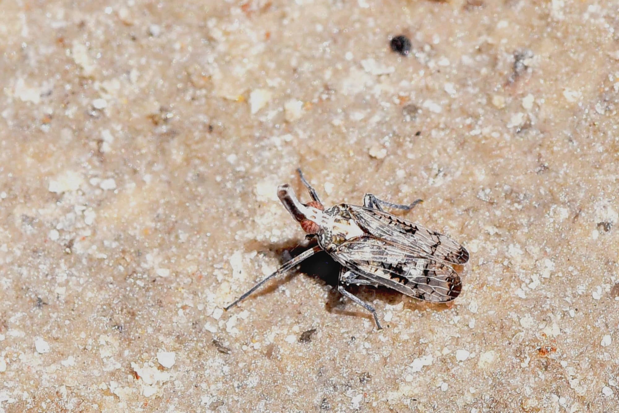 Western Australia Planthopper – Ausemade