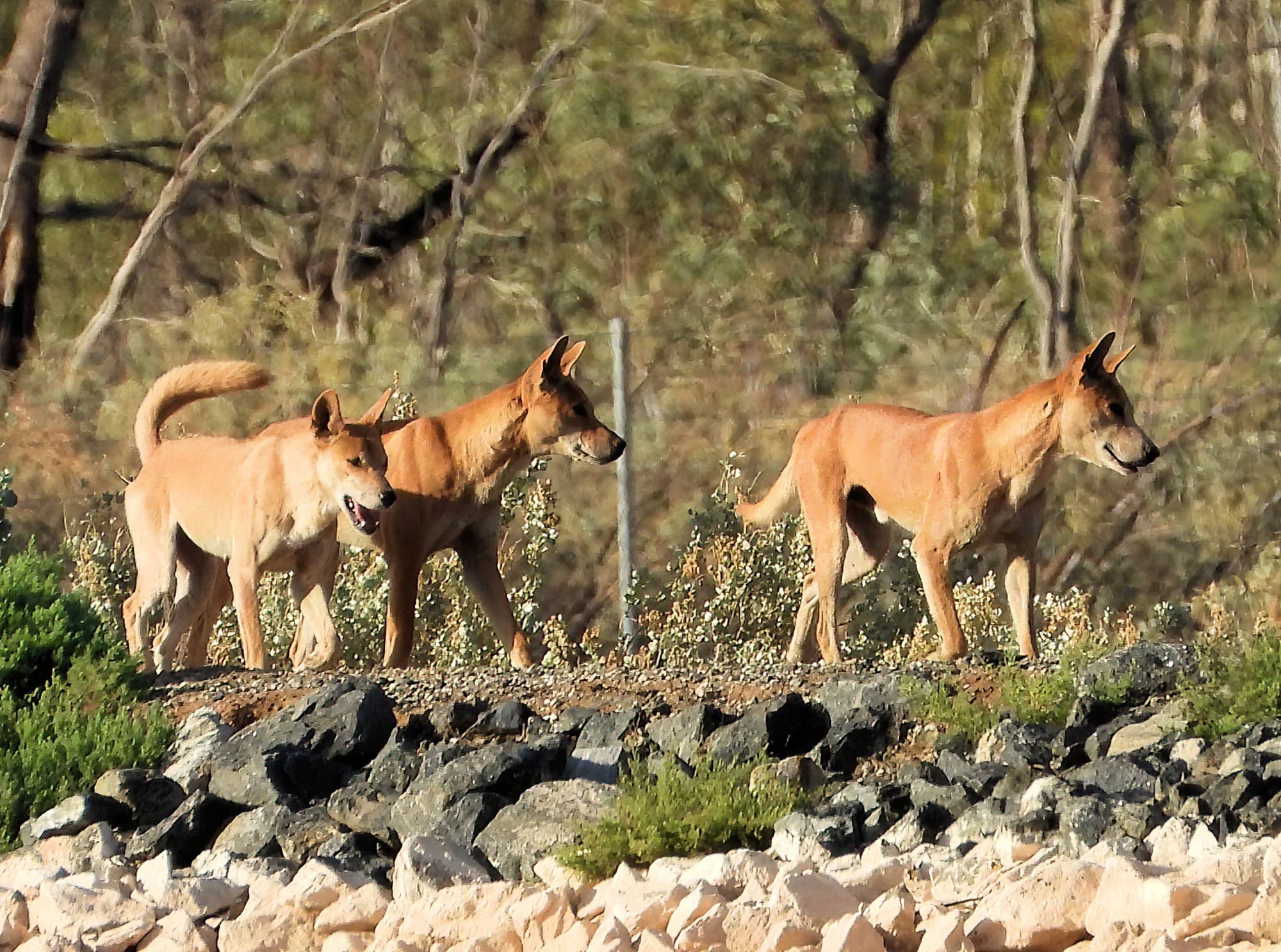 Dingo at the Ponds – Ausemade