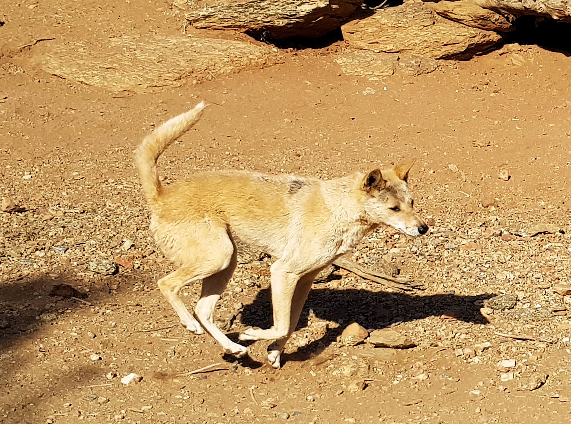 Dingo – Ausemade