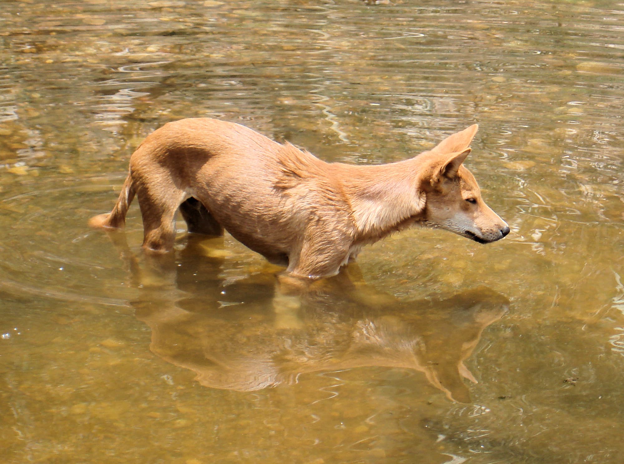 Dingo encounters… – Ausemade