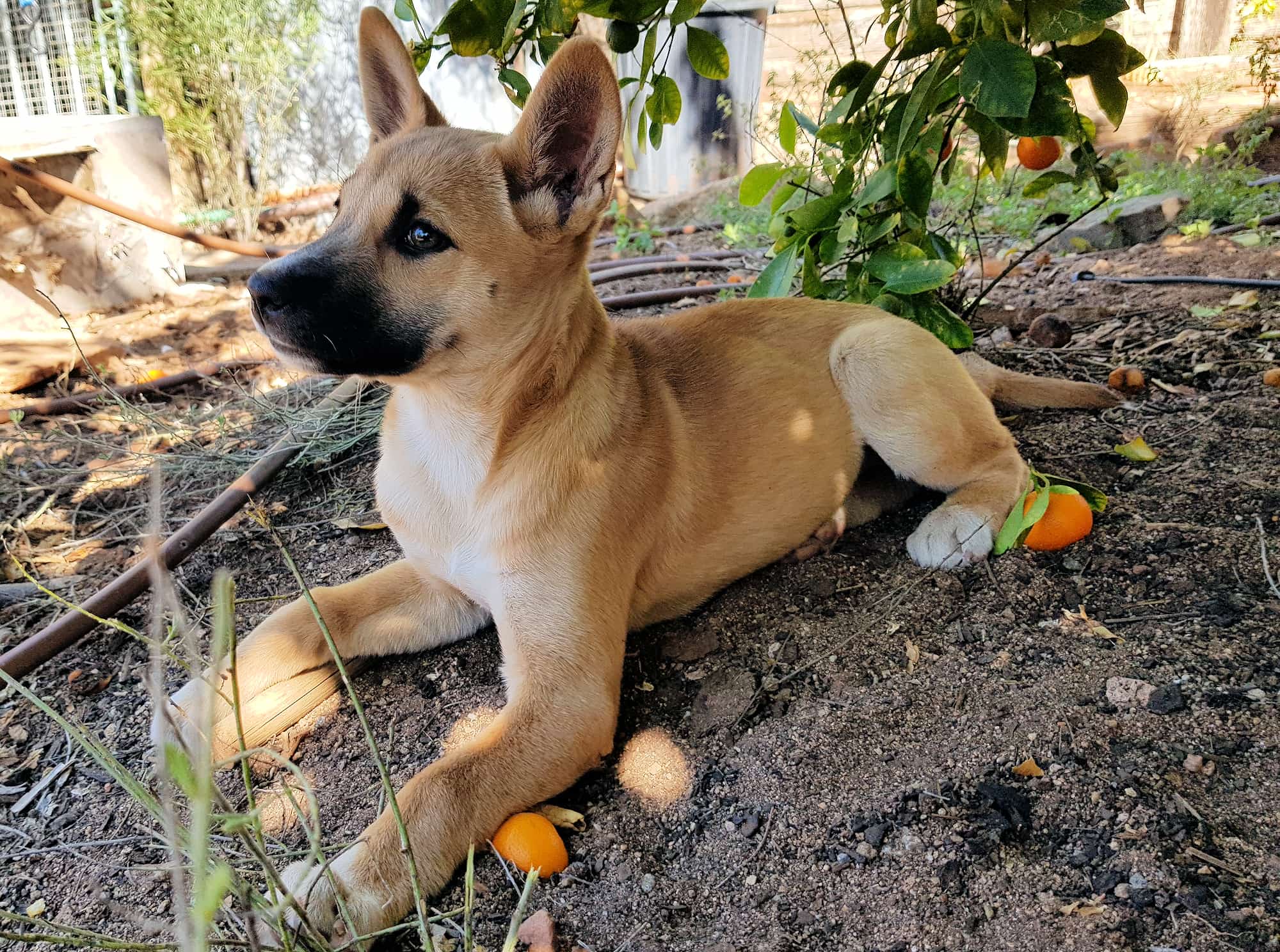 Dingo Pup – Ausemade