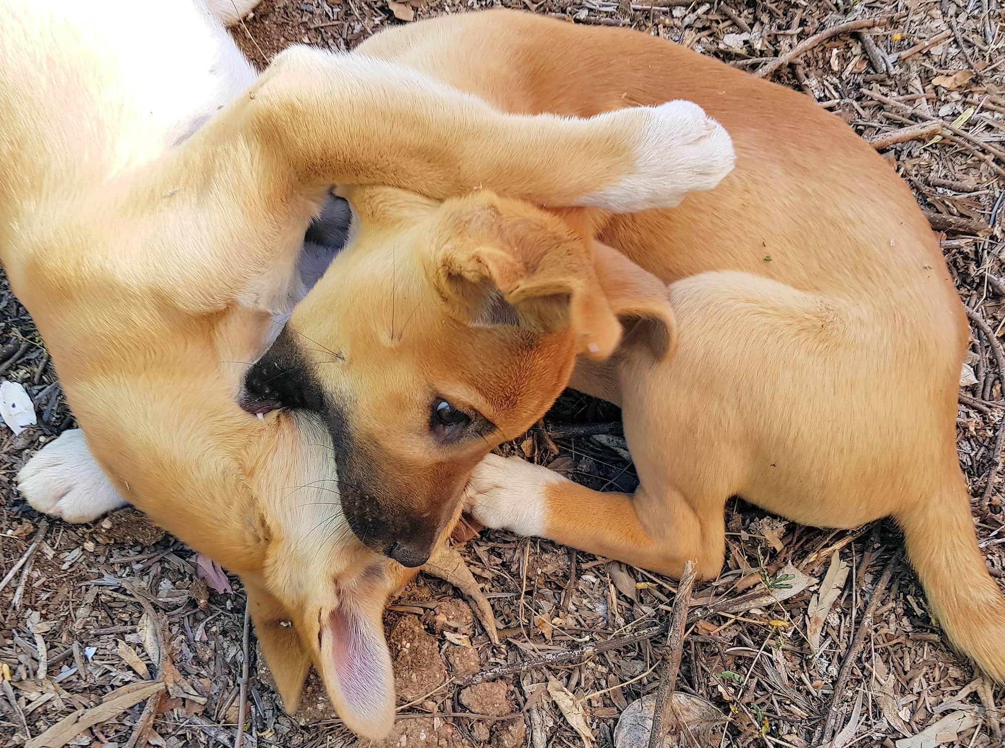 Dingo Pup – Ausemade