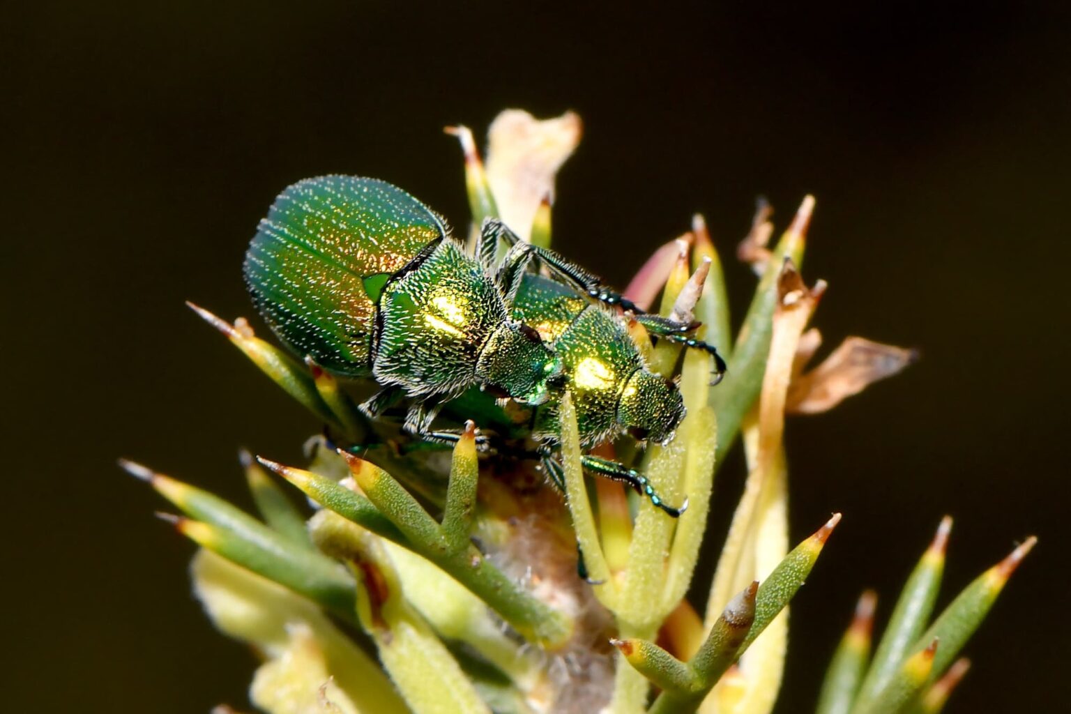 Christmas Beetles (Diphucephala) – Ausemade
