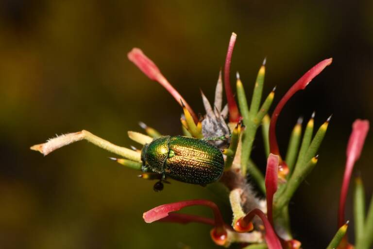 Christmas Beetles (Diphucephala) – Ausemade