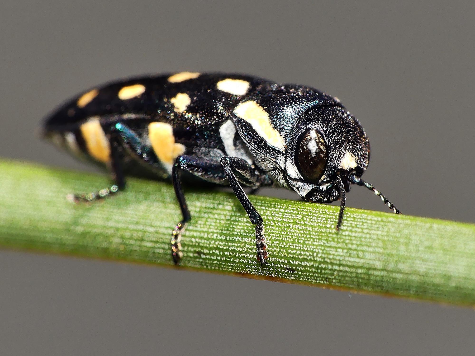 Jewel Beetles – Ausemade