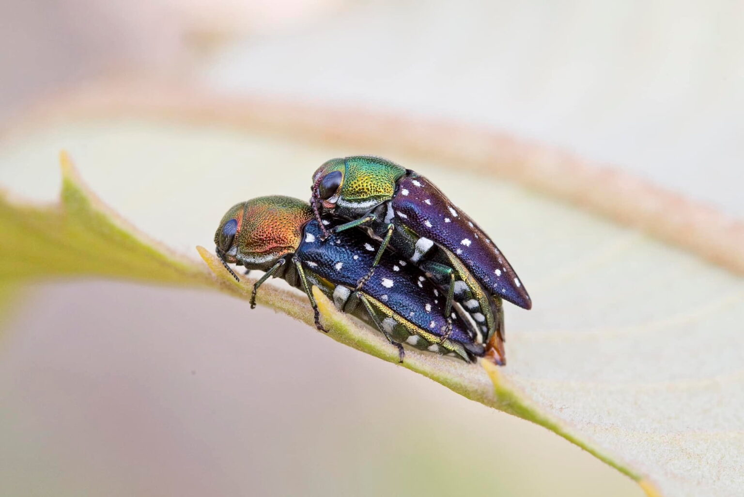 Jewel Beetles – Ausemade