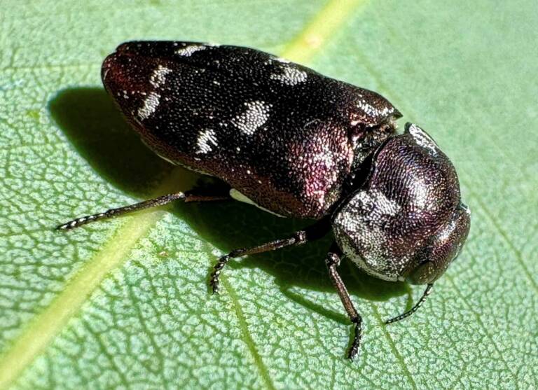 Diphucrania – Ausemade