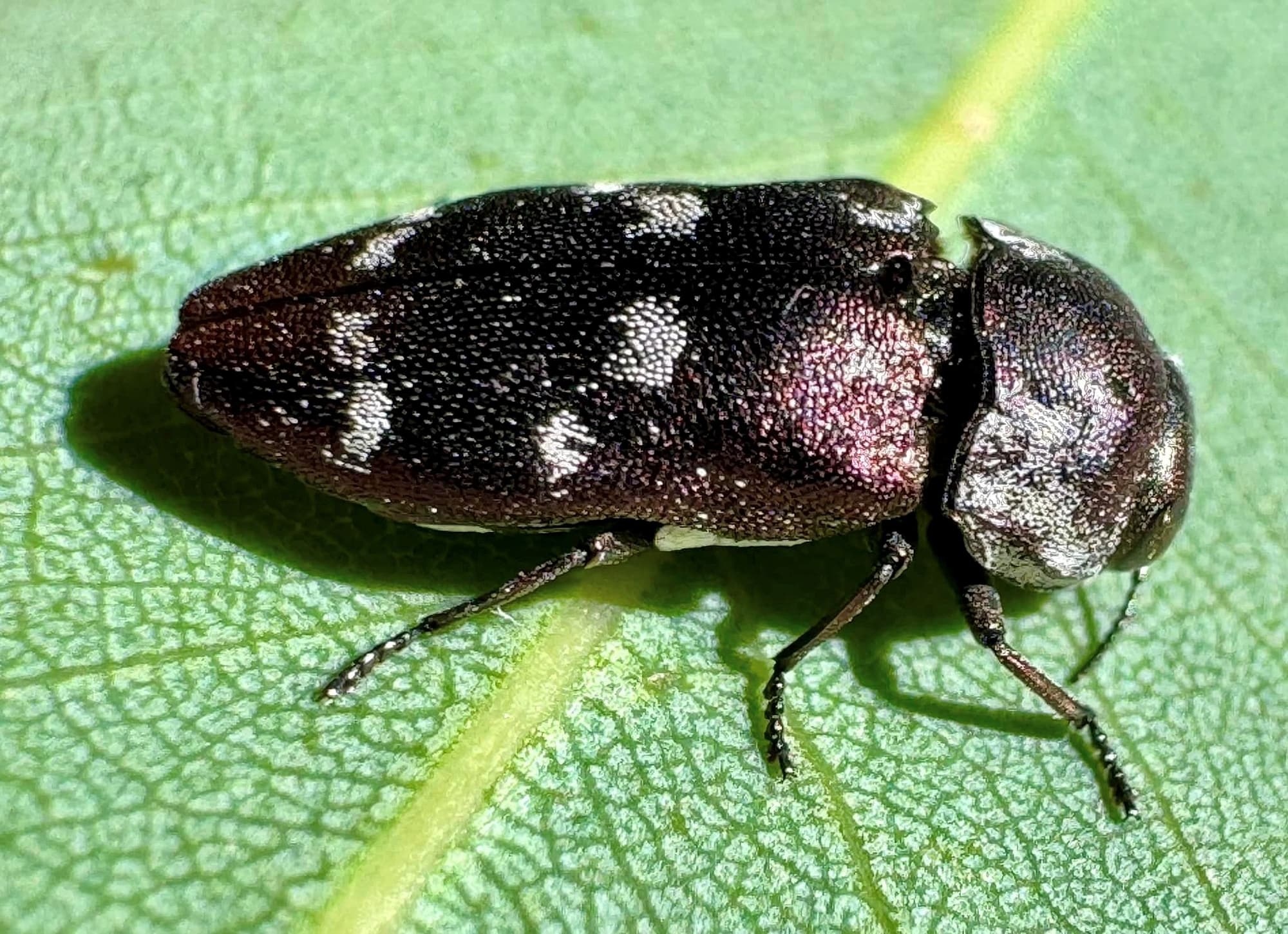 Diphucrania – Ausemade