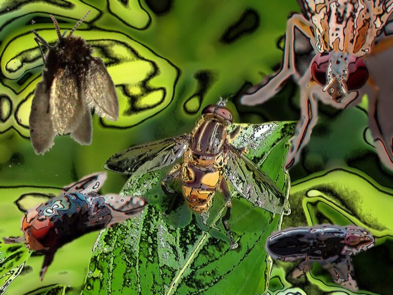 Diptera on our back deck – Ausemade