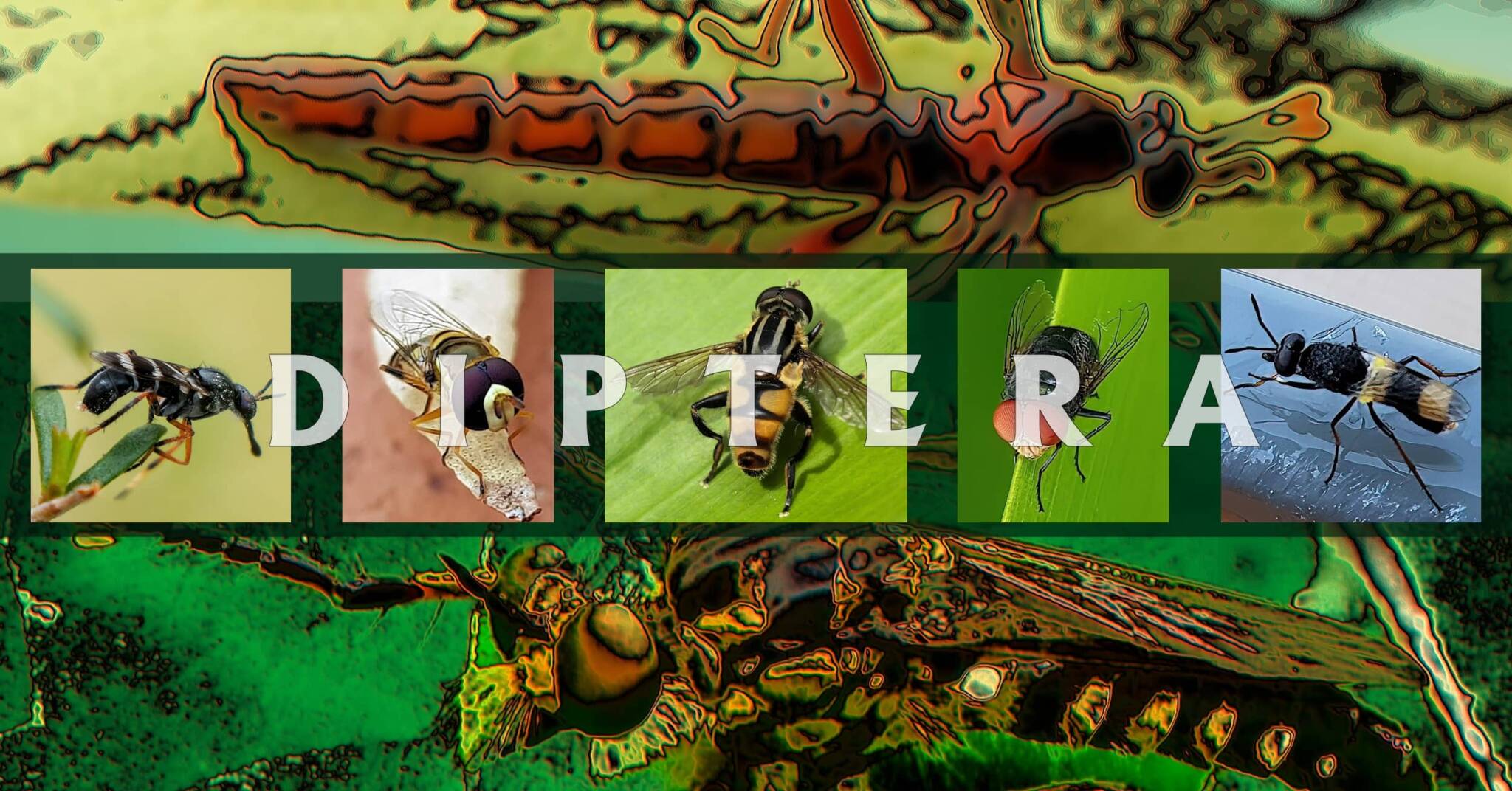 Diptera – Ausemade