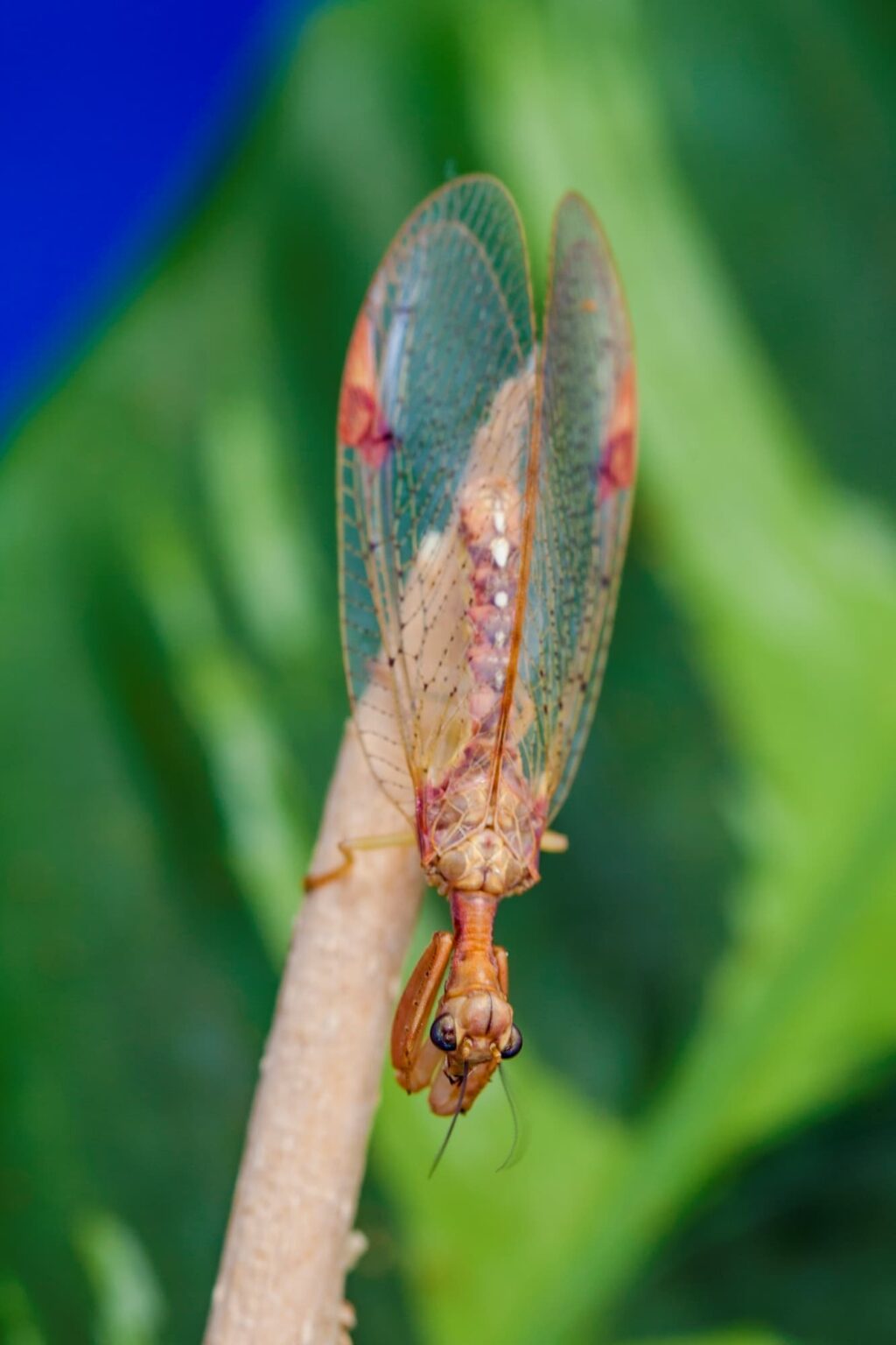 Ditaxis biseriate – Ausemade