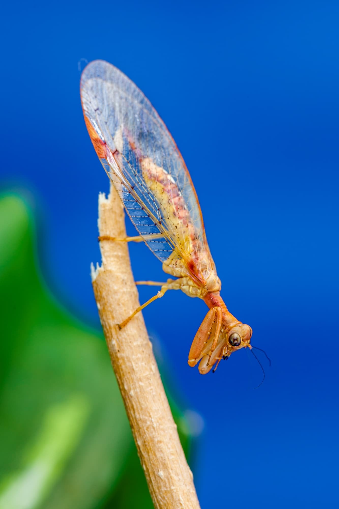 Ditaxis biseriate – Ausemade