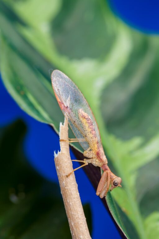 Ditaxis biseriate – Ausemade