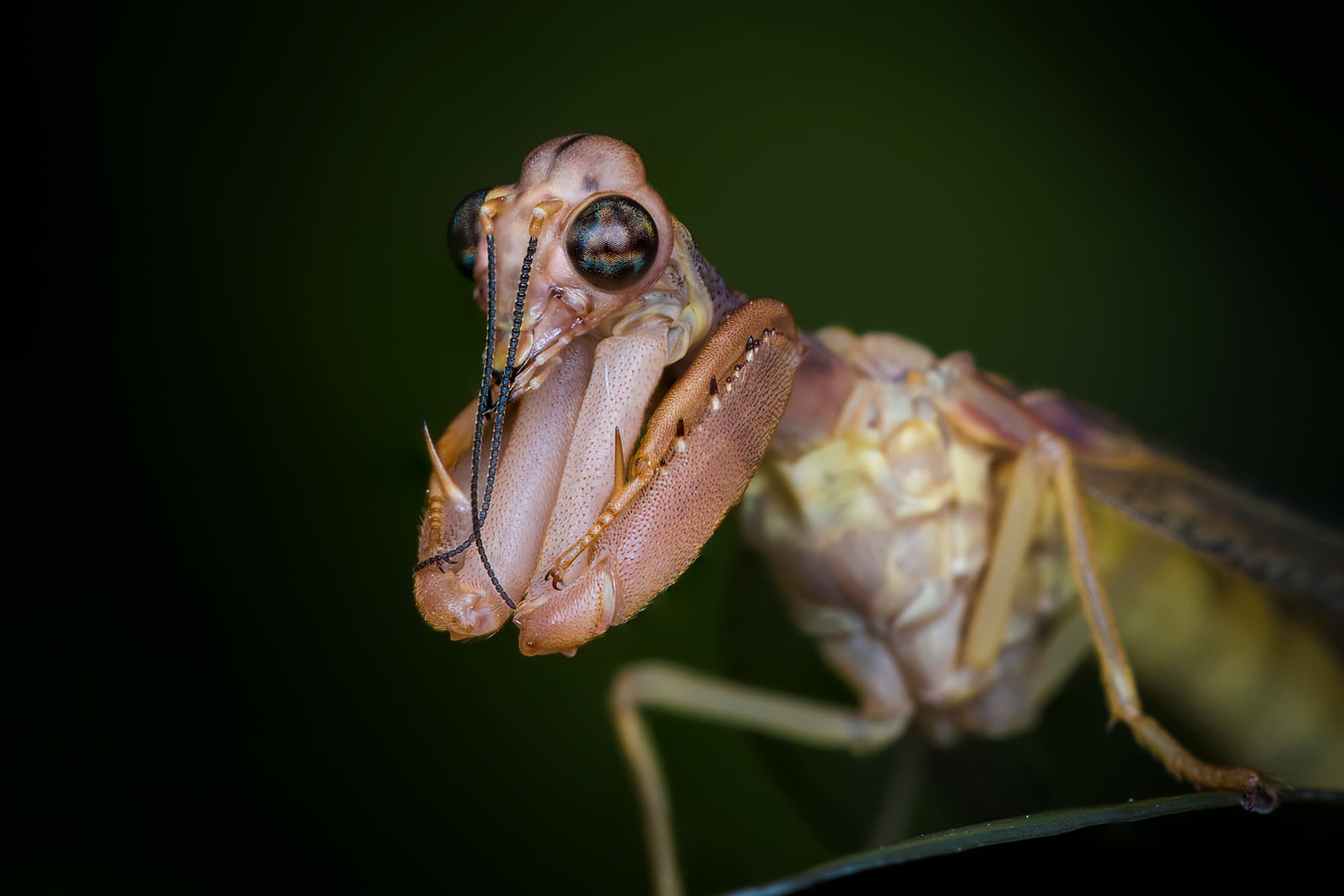 Ditaxis biseriate – Ausemade