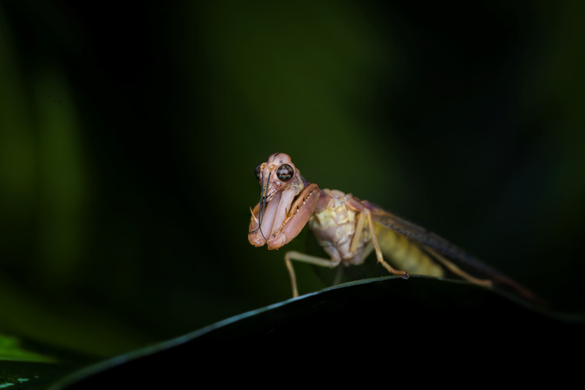 Ditaxis biseriate – Ausemade