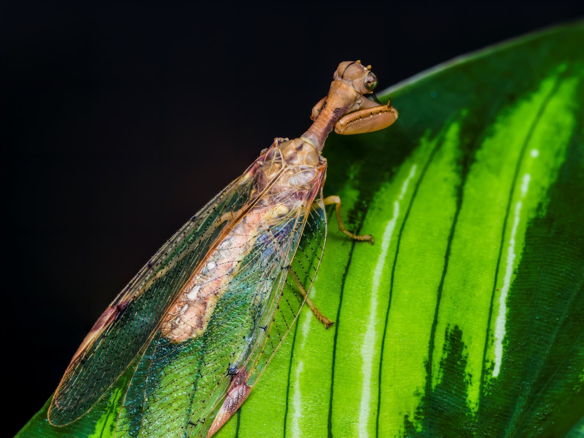 Ditaxis biseriate – Ausemade