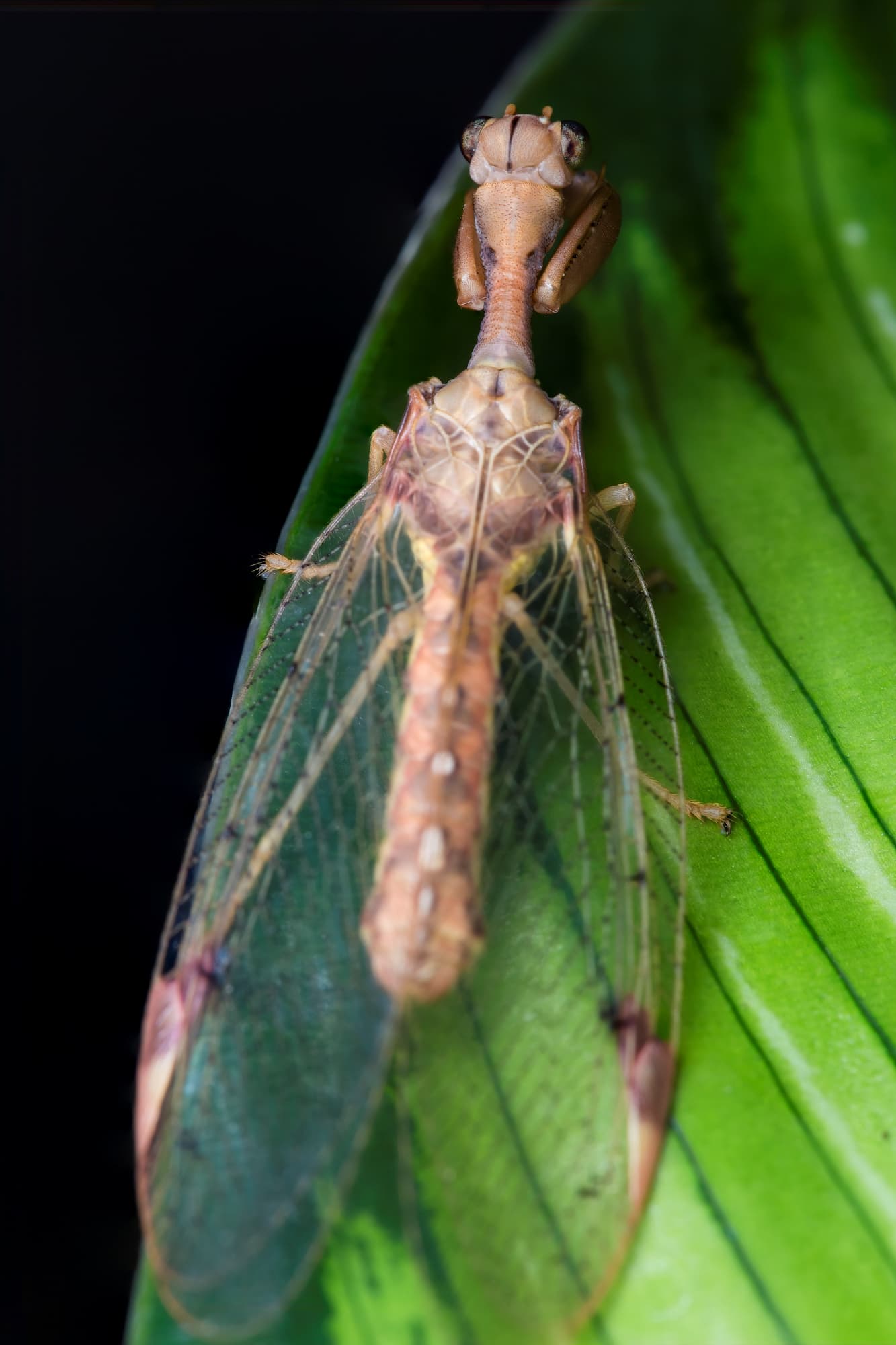 Ditaxis biseriate – Ausemade