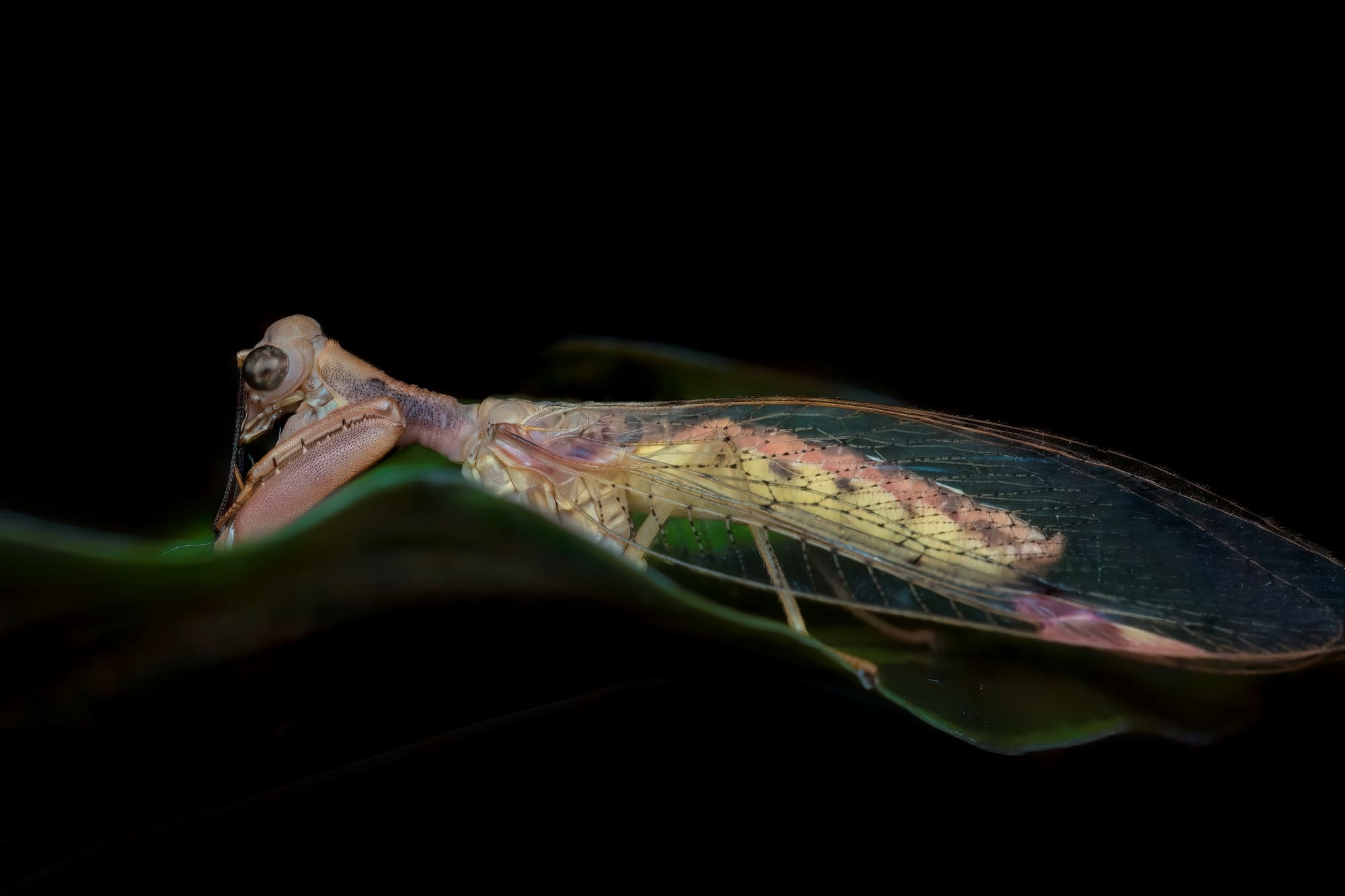 Ditaxis biseriate – Ausemade