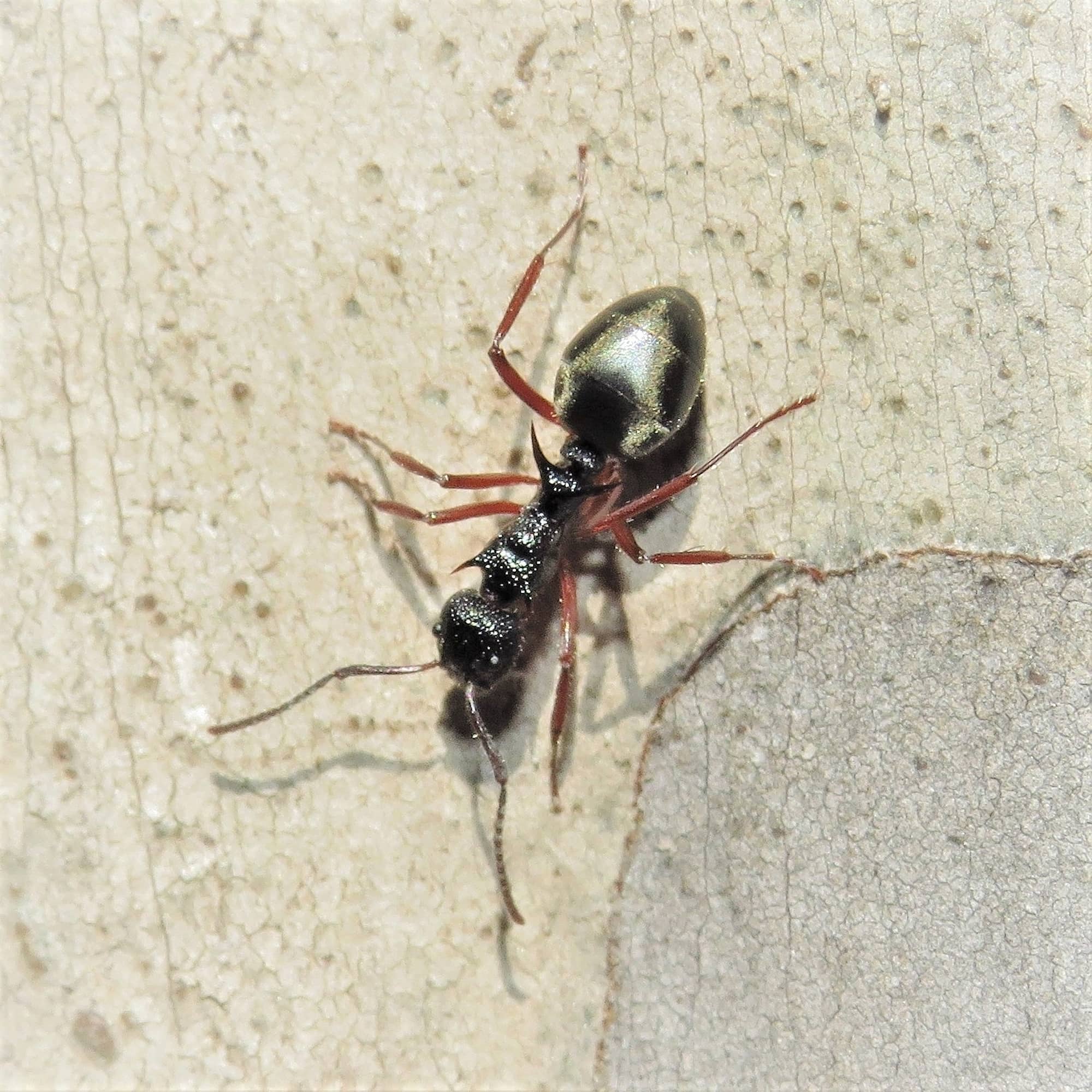 Dolichoderus doriae (Dolly Ant) – Ausemade