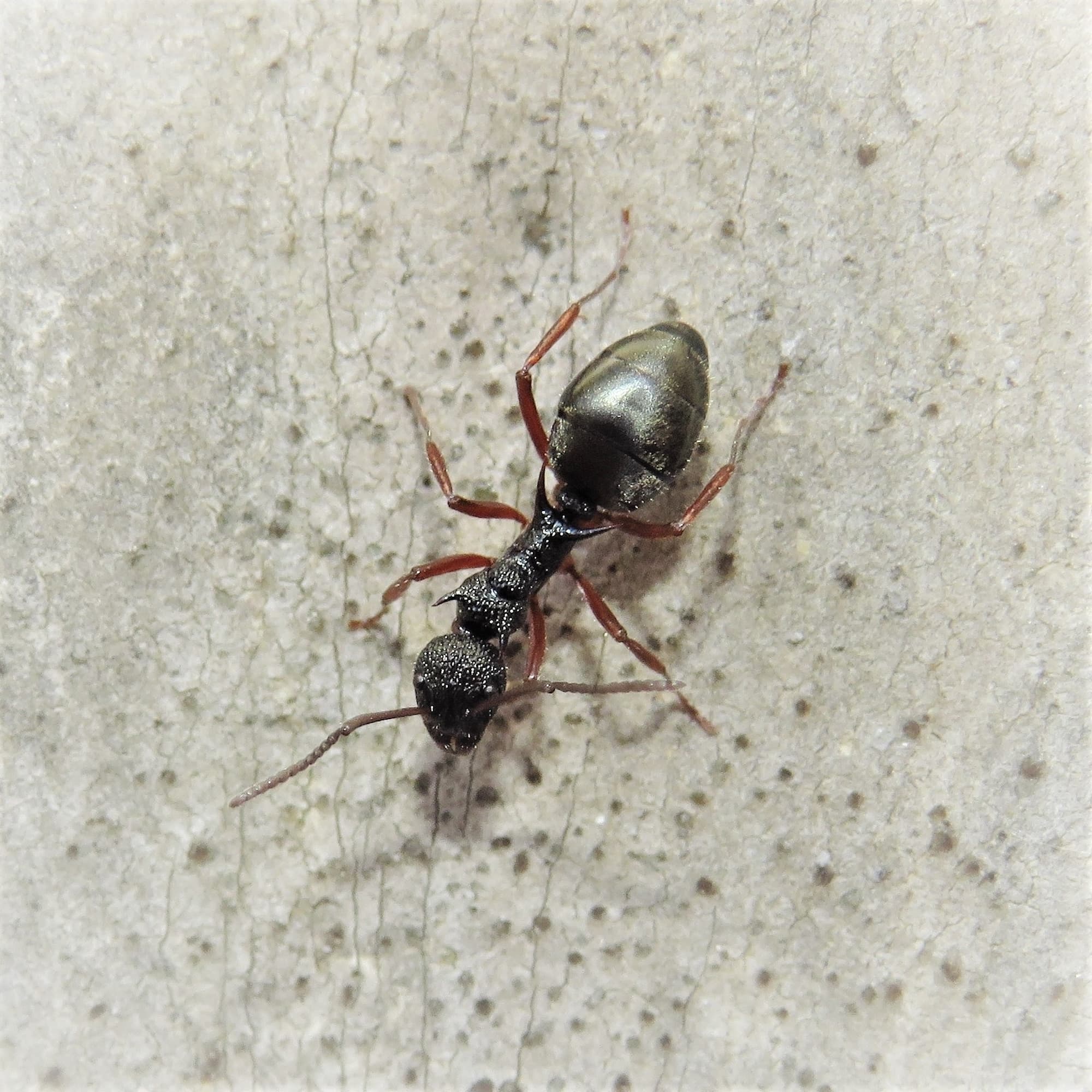 Dolichoderus doriae (Dolly Ant) – Ausemade