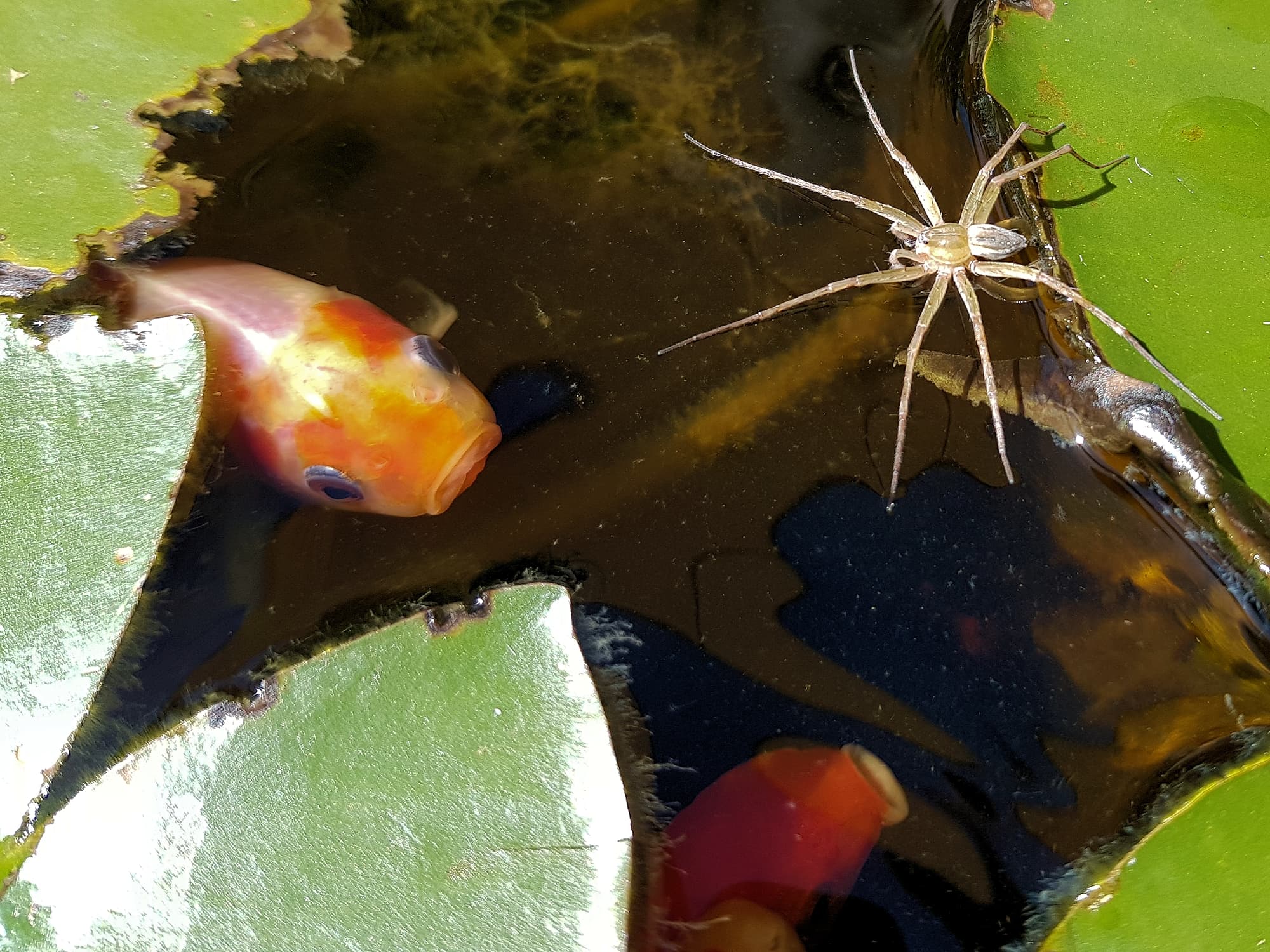 Dolomedes facetus (Elegant Water Spider) – Ausemade