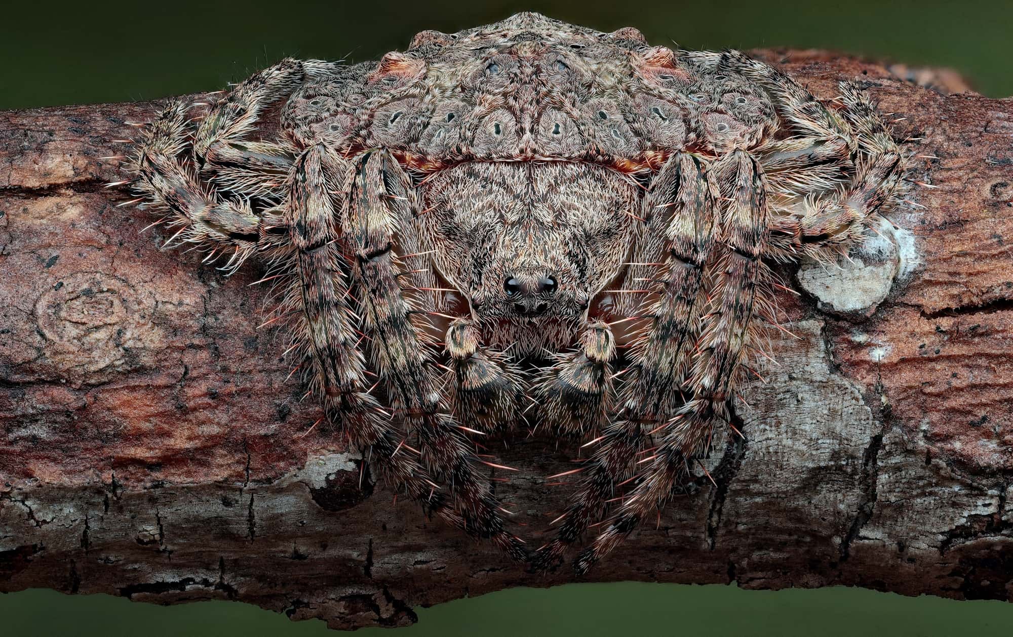 Dolophones conifera – Ausemade