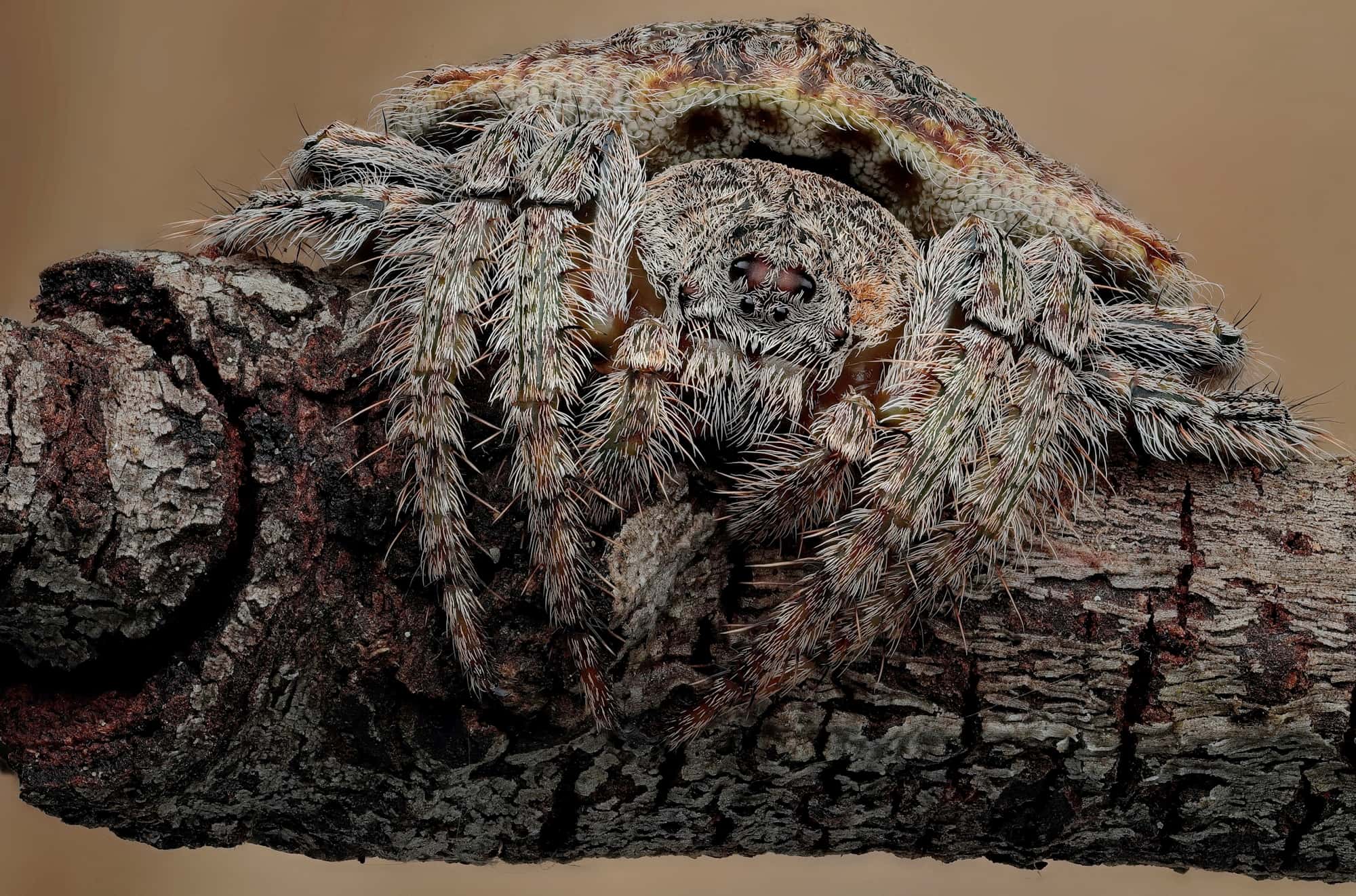 Dolophones conifera – Ausemade