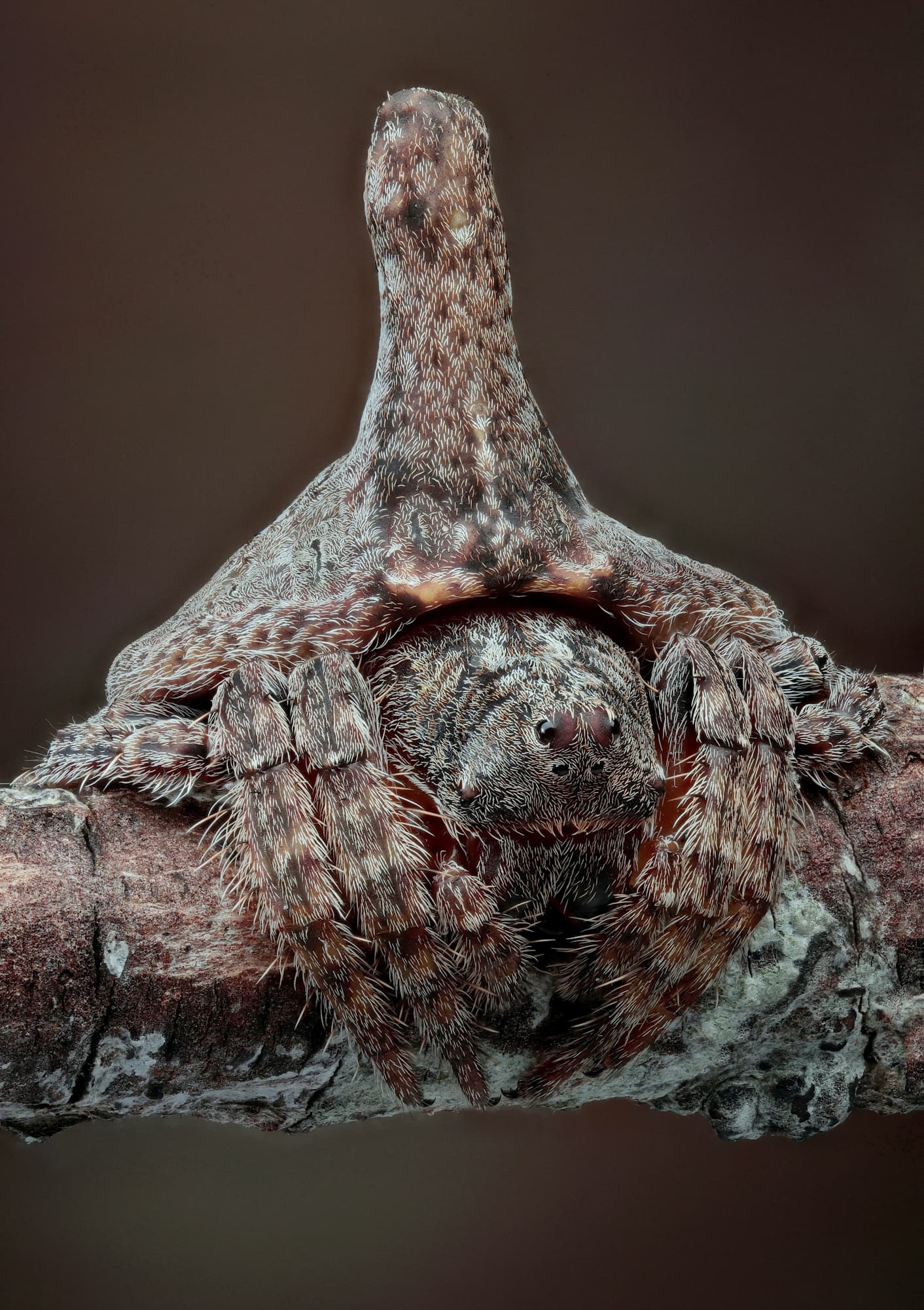 Dolophones turrigera (Turreted Wrap-around Spider) – Ausemade