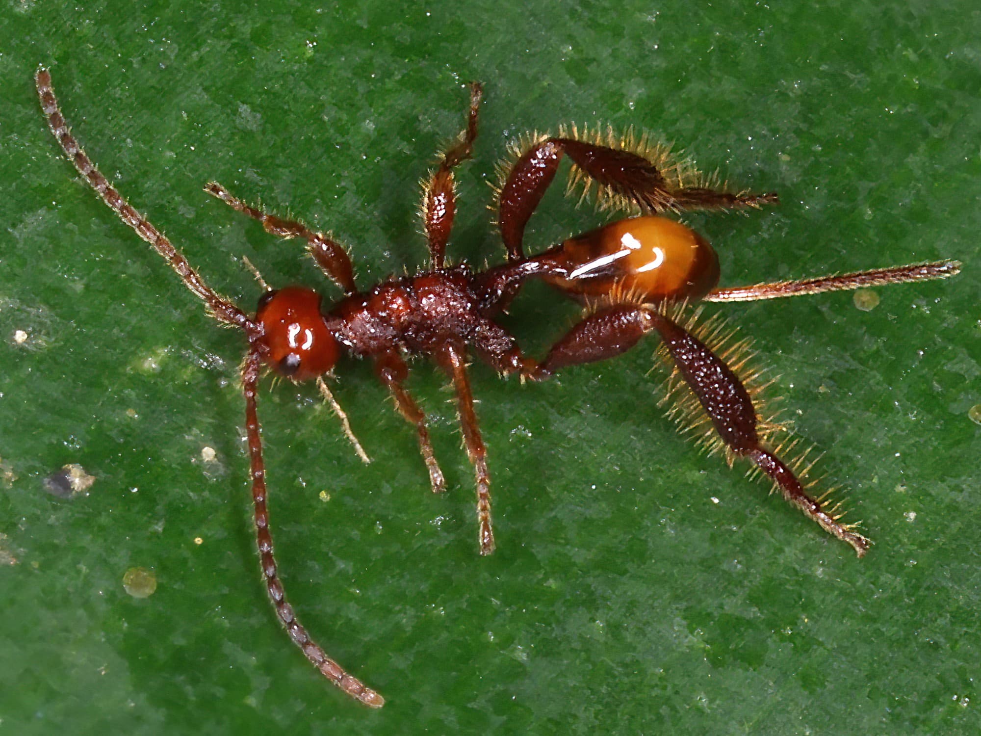 Australospathius sp – Ausemade