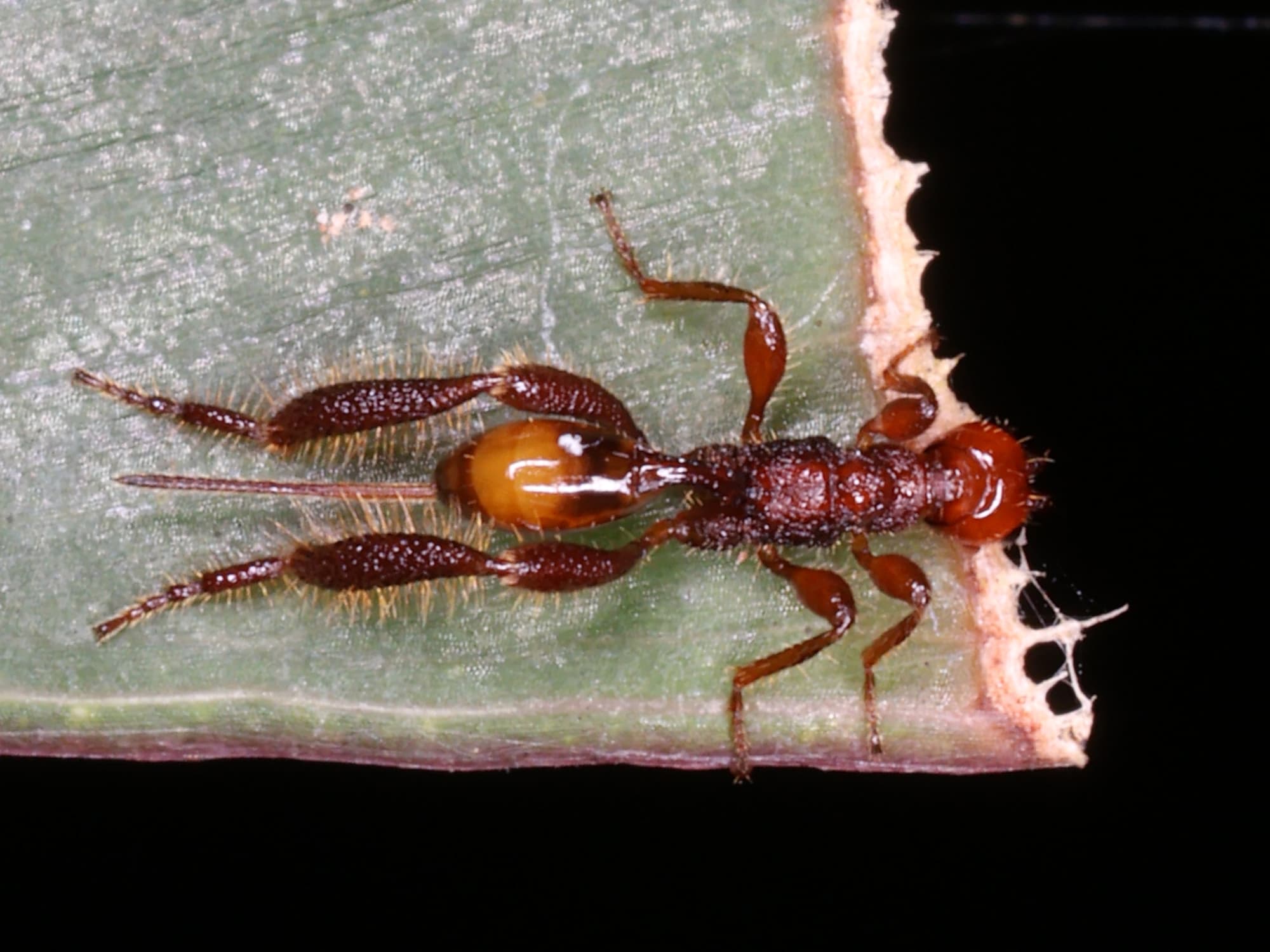 Australospathius sp – Ausemade