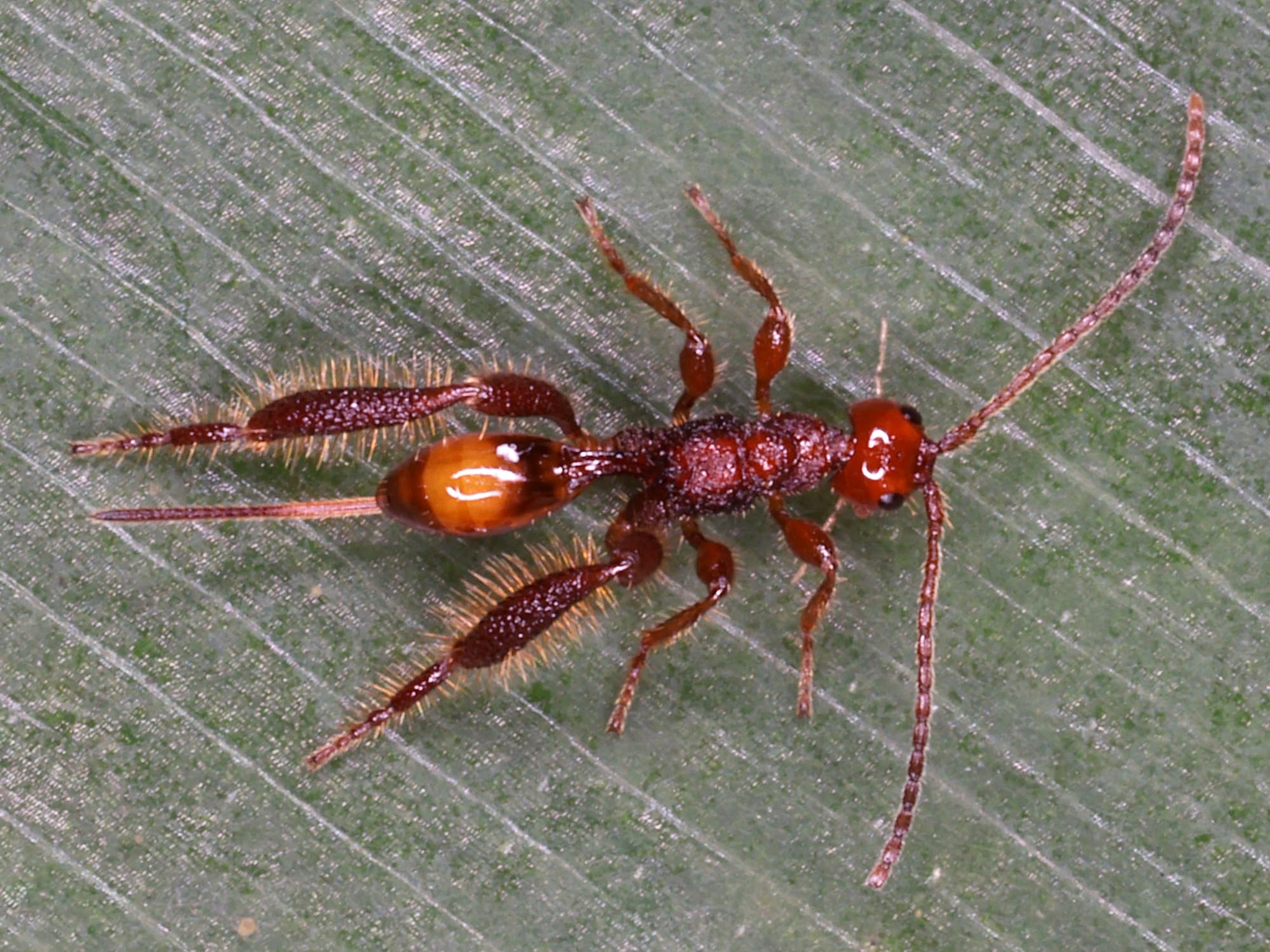 Australospathius sp – Ausemade