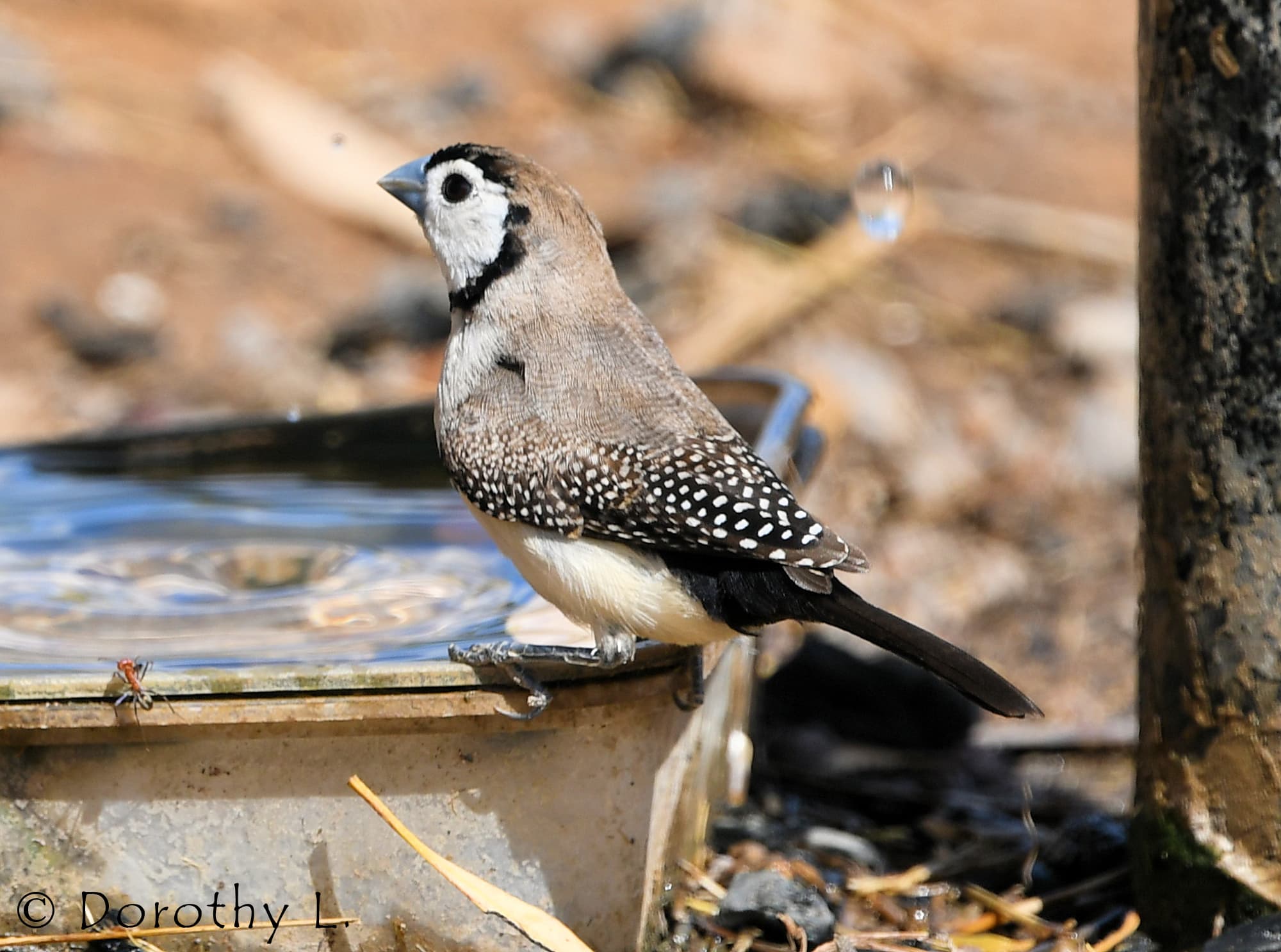 Double-barred Finch – water – Ausemade
