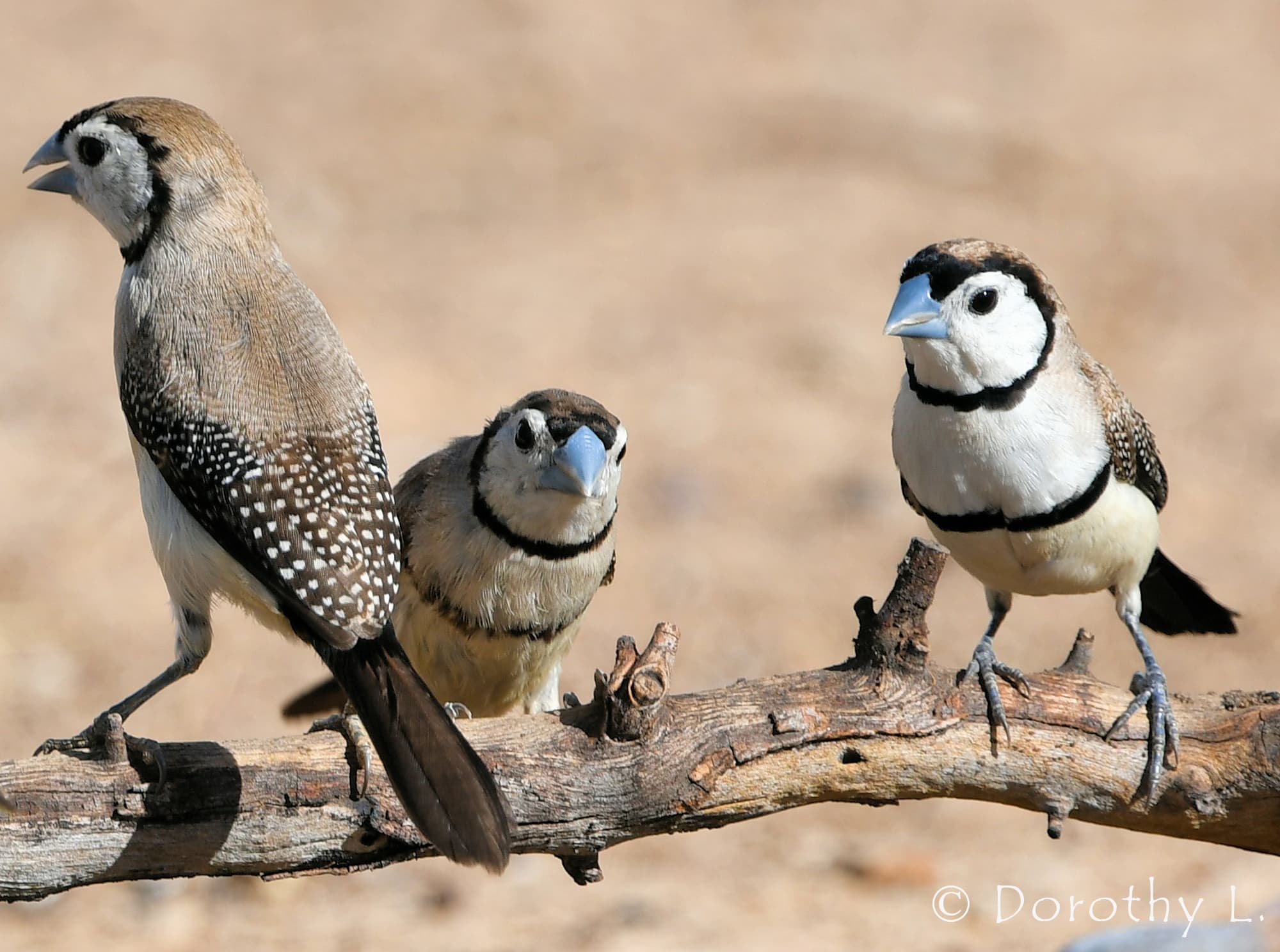 Double-barred Finch – Ausemade