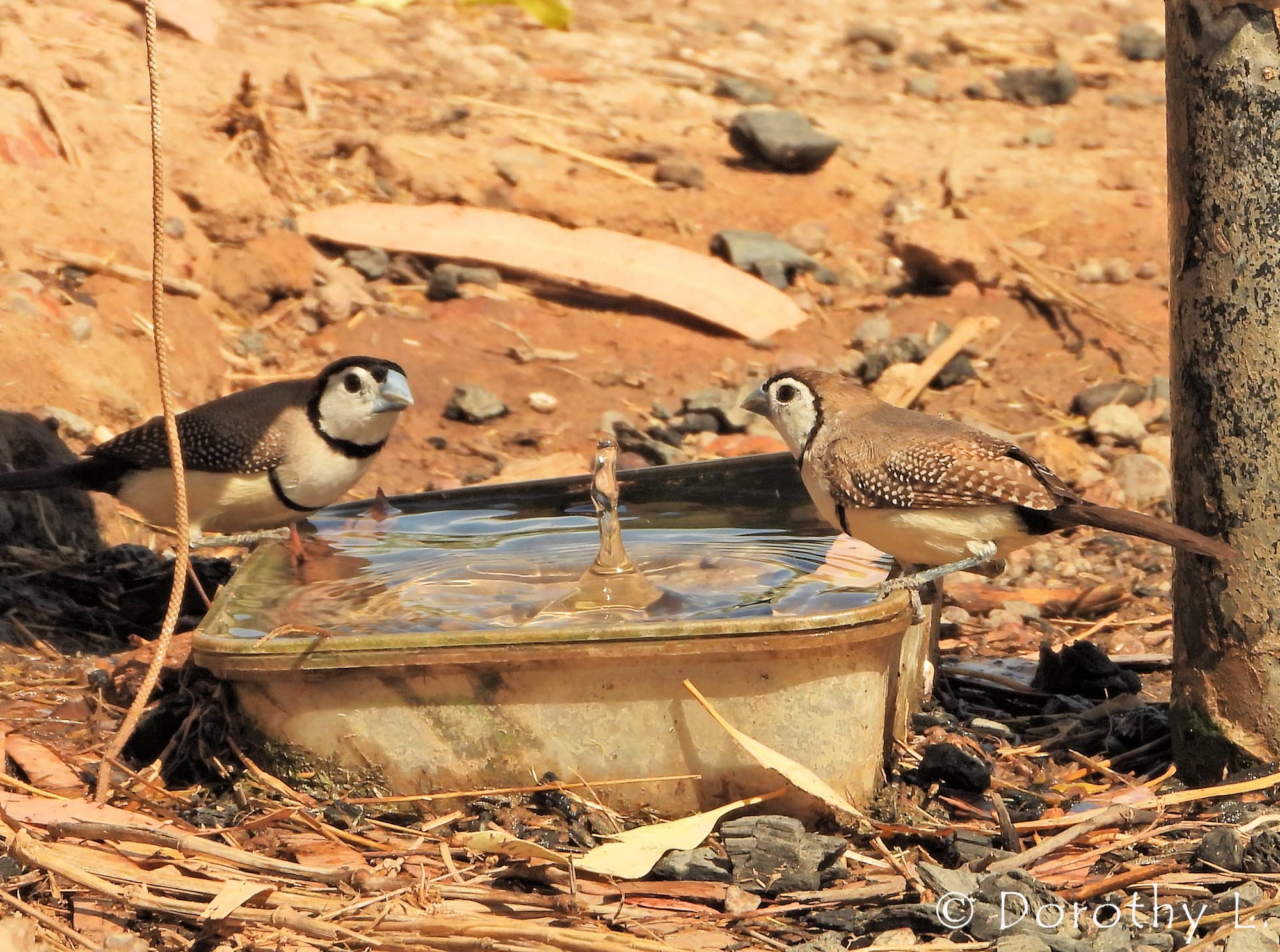 Double-barred Finch – water – Ausemade