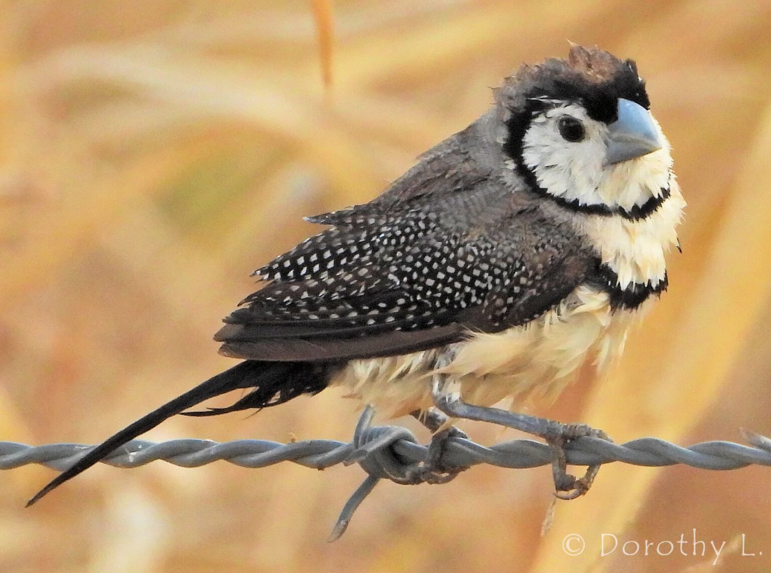 Double-barred Finch – Ausemade