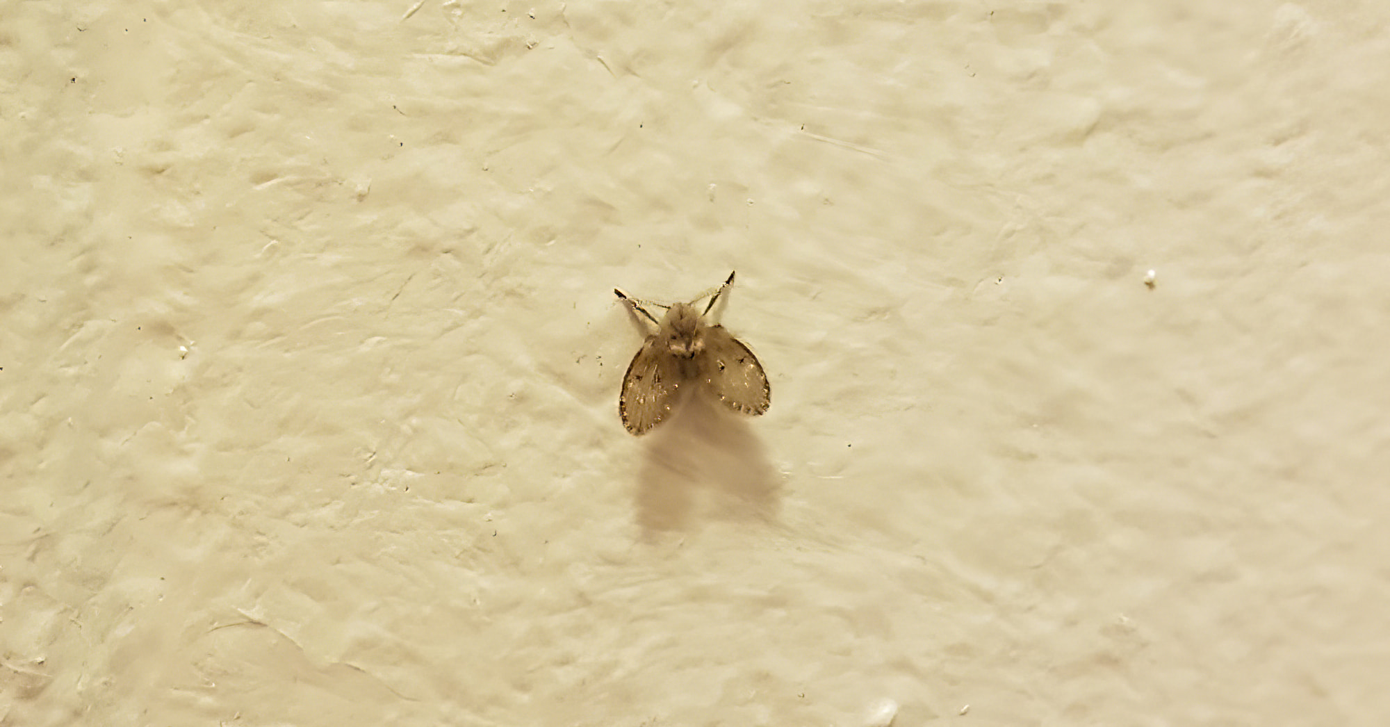 Australian Drain Fly – Ausemade