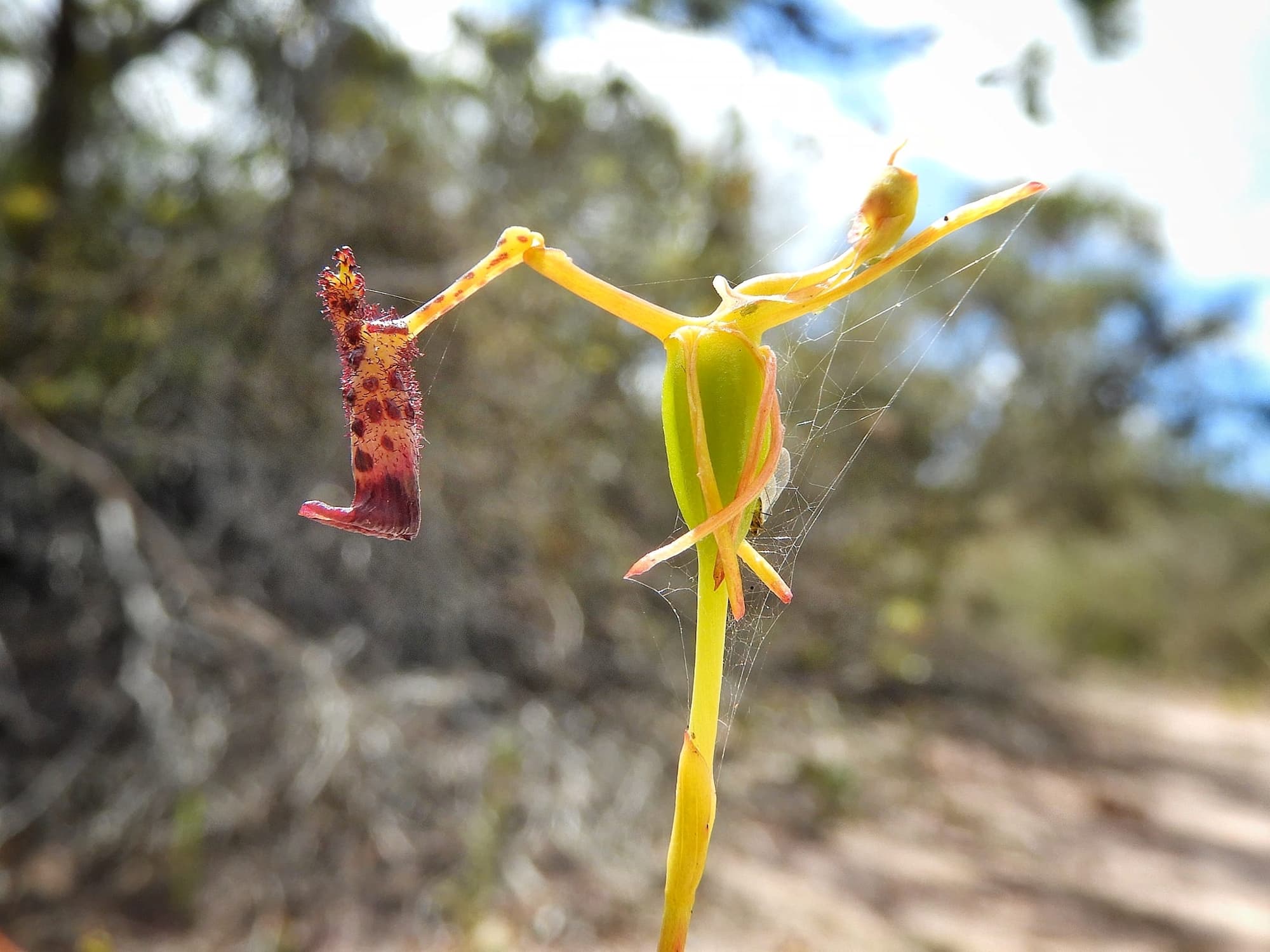 Drakaea livida (Warty Hammer Orchid) – Ausemade