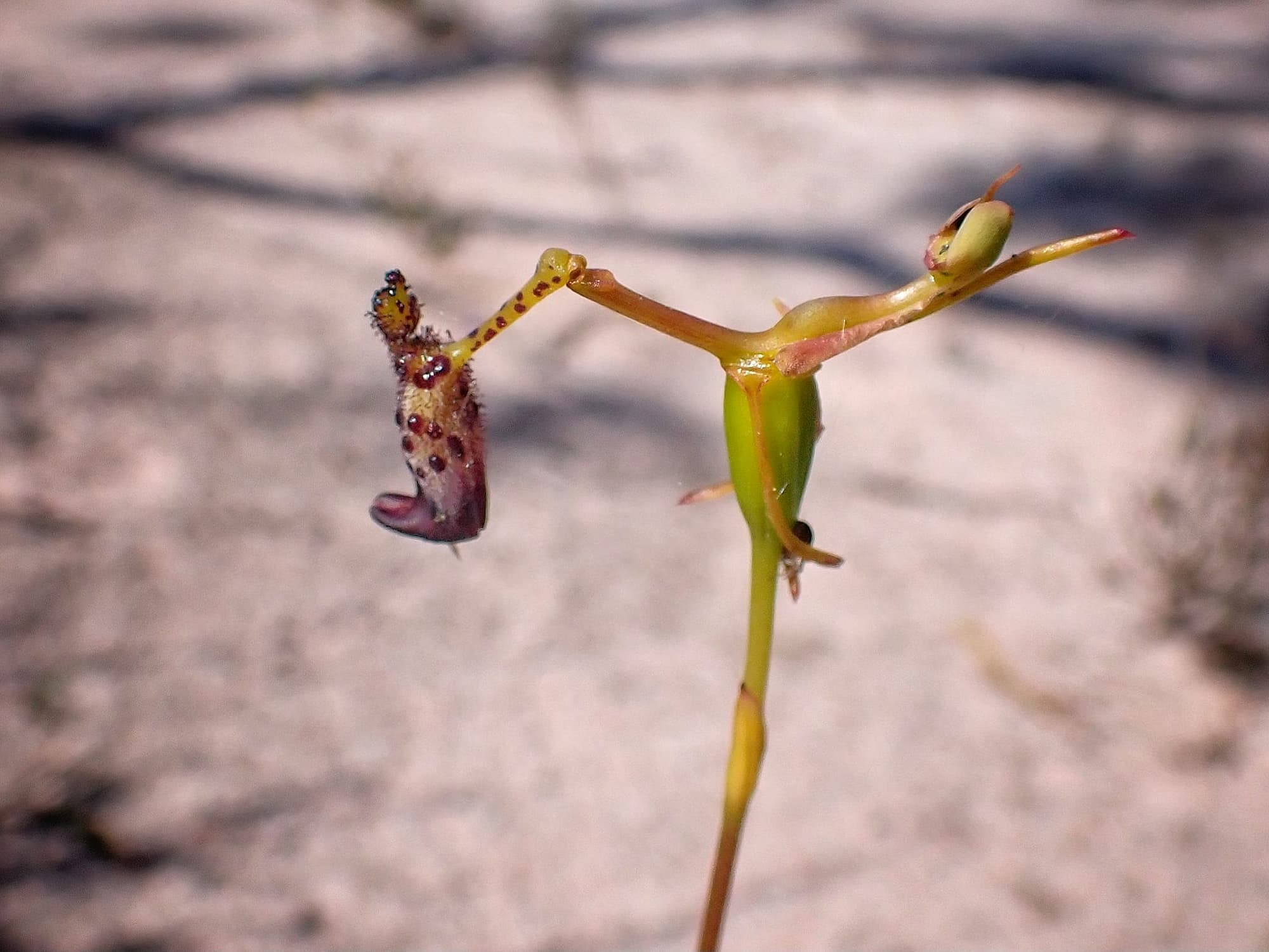 Drakaea livida (Warty Hammer Orchid) – Ausemade