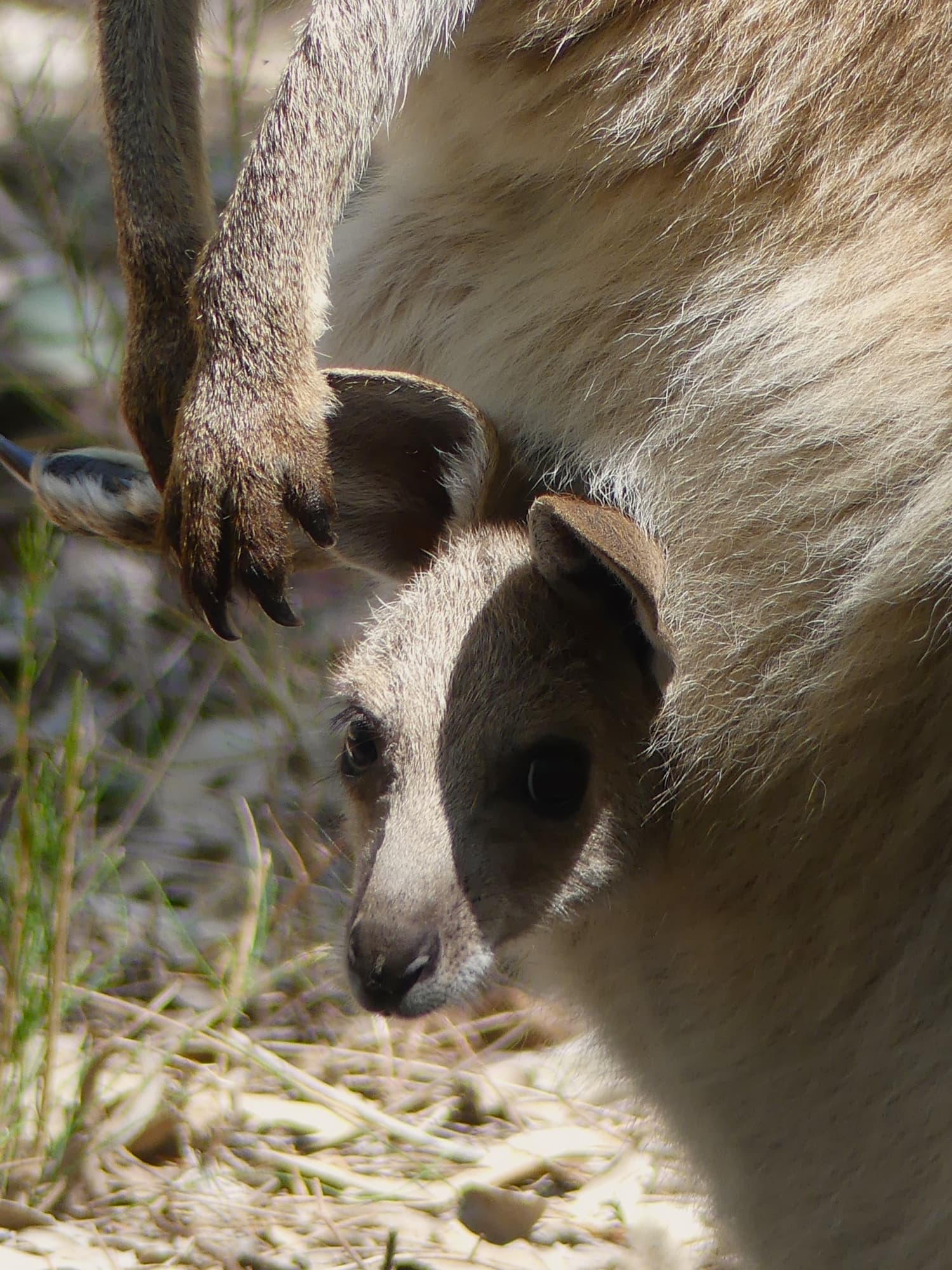 Eastern Grey Kangaroo (Macropus giganteus) – Ausemade
