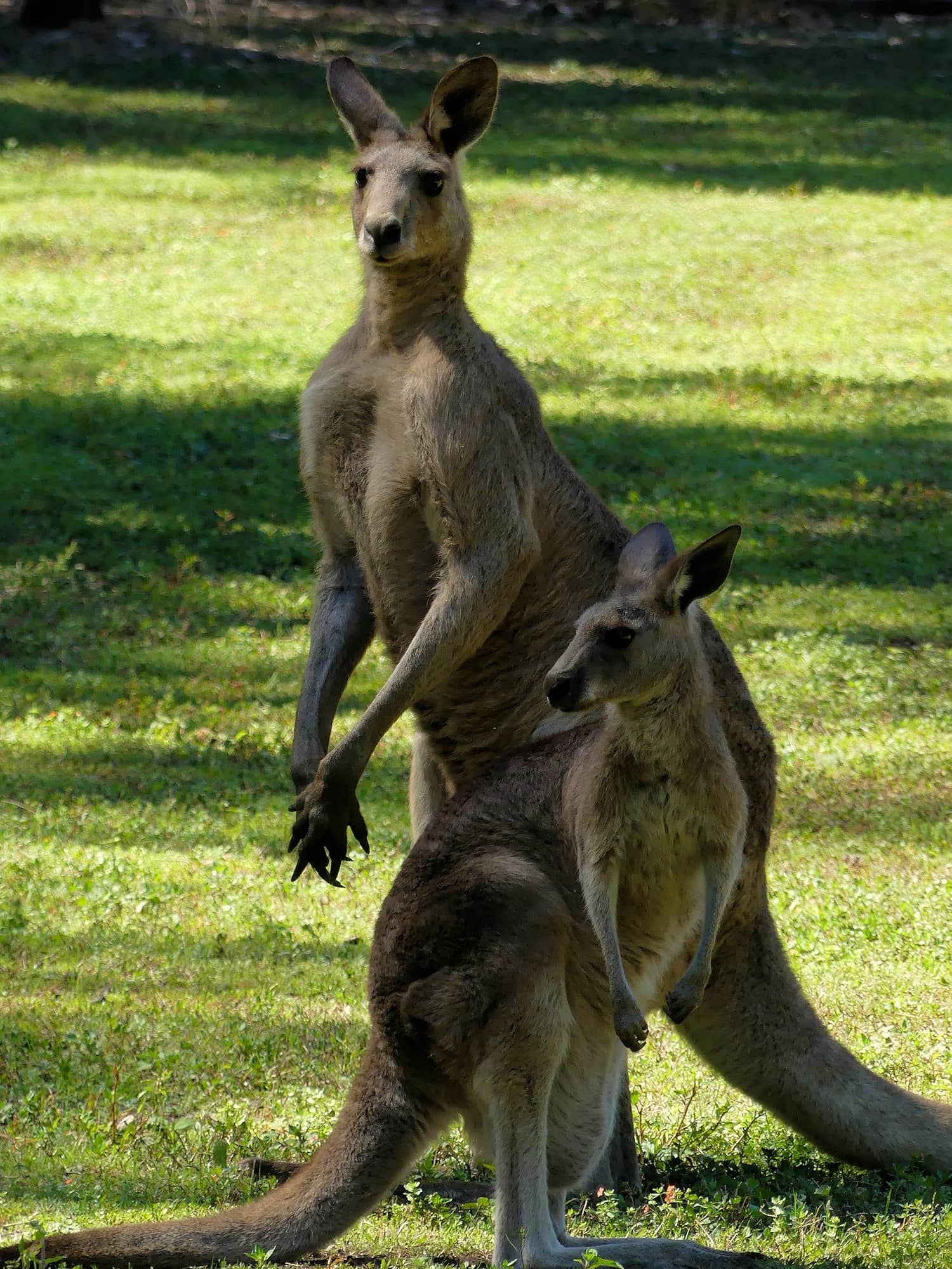 Eastern Grey Kangaroo (Macropus giganteus) – Ausemade