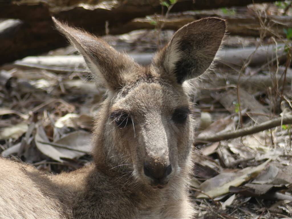 Eastern Grey Kangaroo (Macropus giganteus) – Ausemade