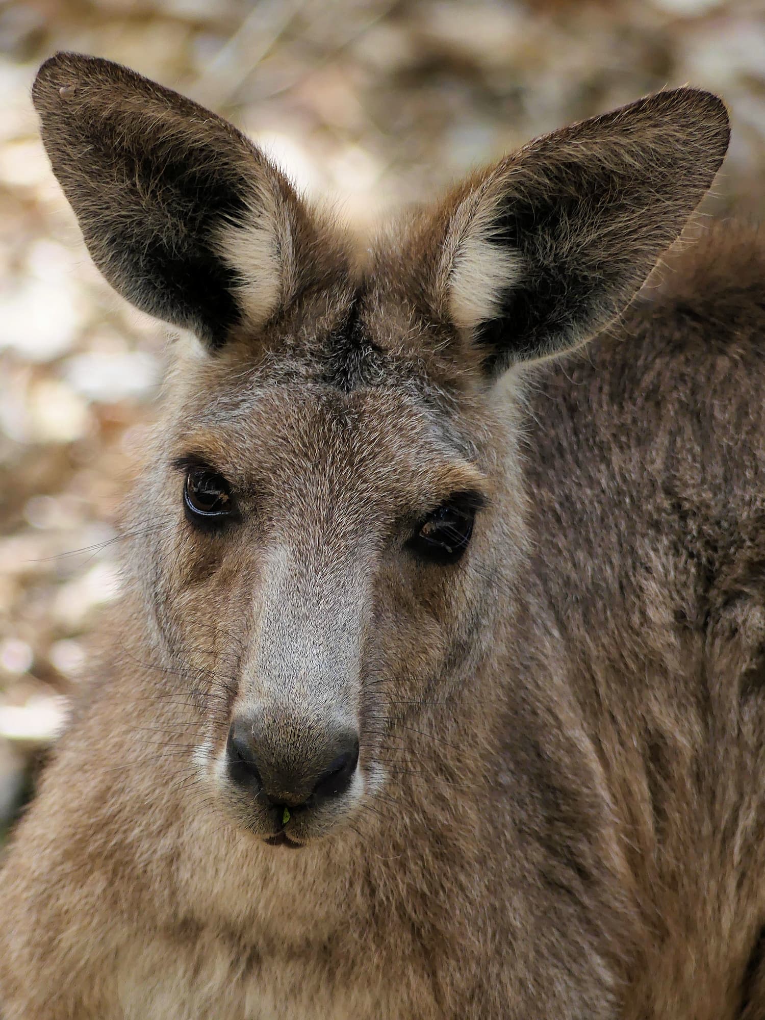 Eastern Grey Kangaroo (Macropus giganteus) – Ausemade