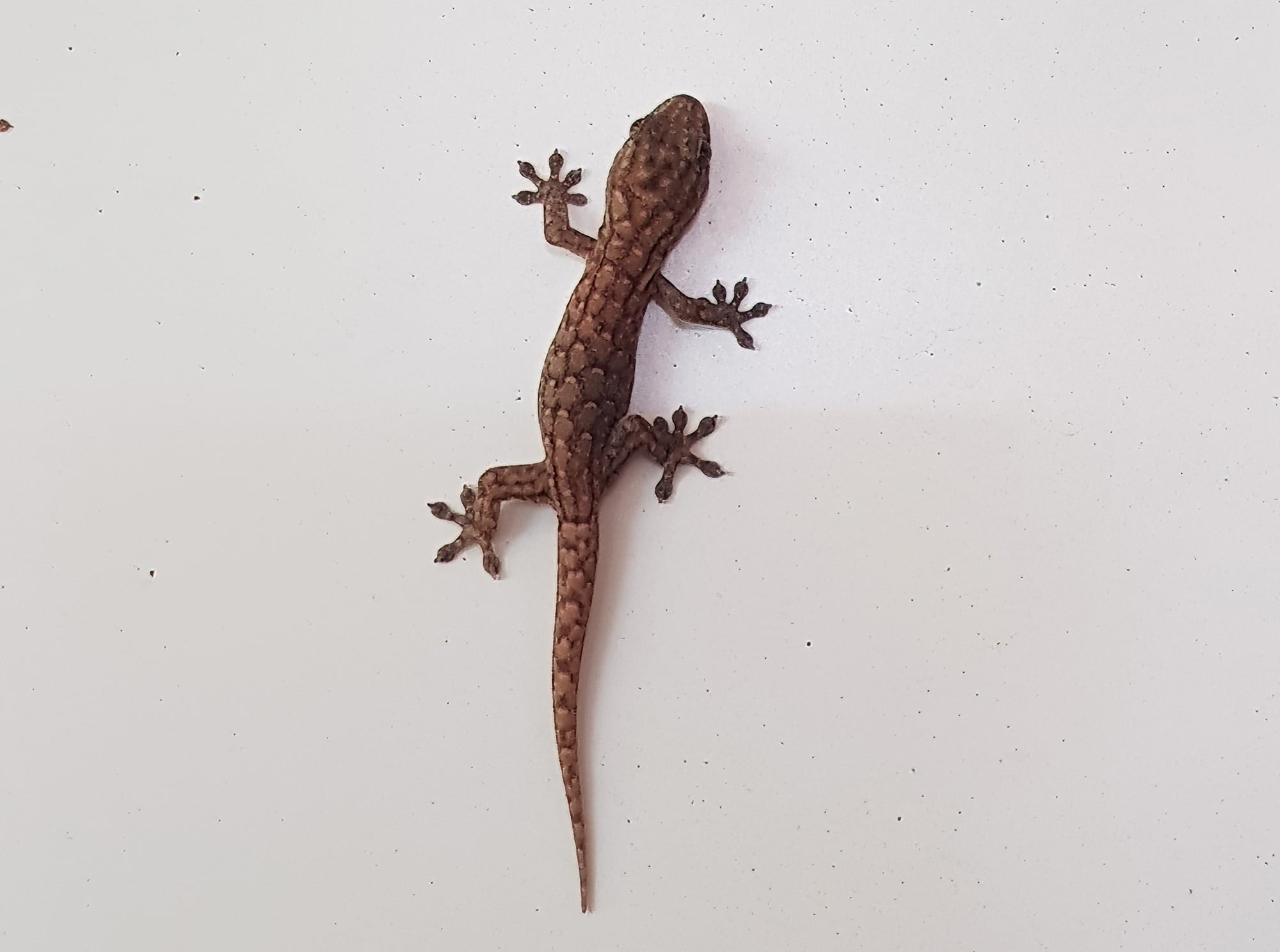 Eastern Tree Dtella – Ausemade